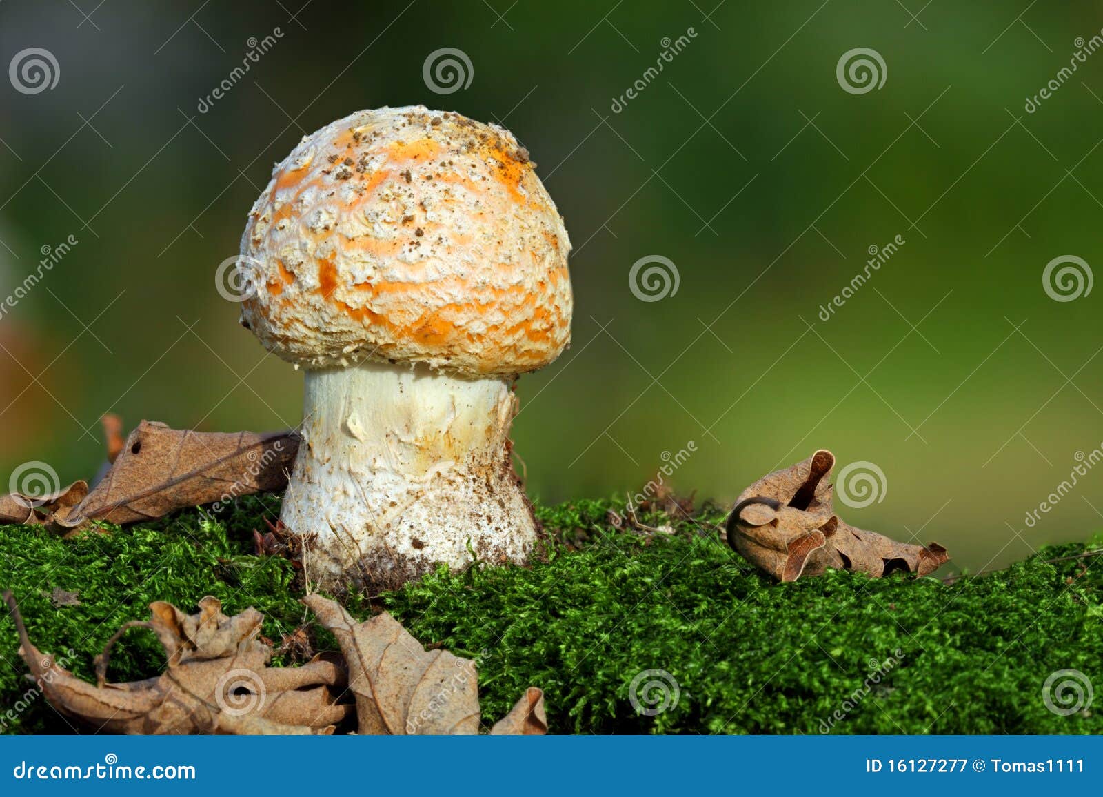 Mushroom - Yellow Toadstool Stock Image - Image of ibotenic, nature ...