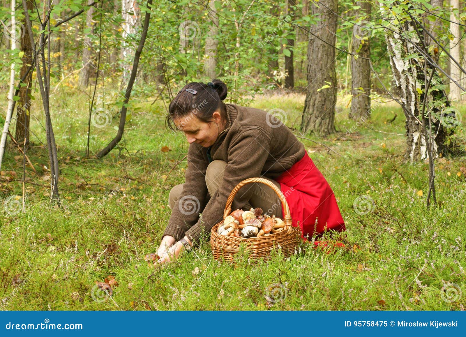 Mushrooming, Woman Picking Mushrooms in the Forest Stock Image - Image ...
