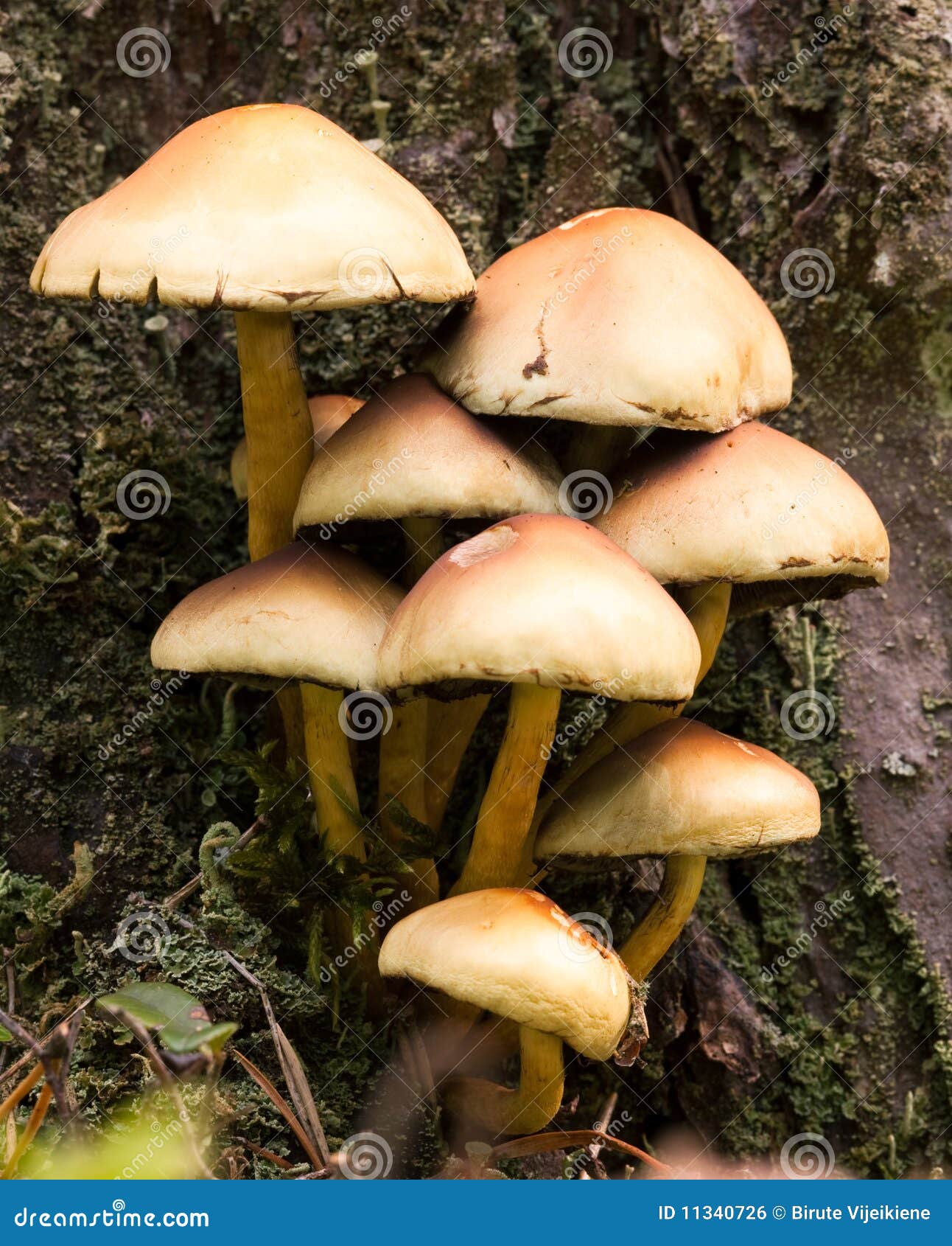 Mushrooms stock photo. Image of autumn, stem, closeup - 11340726