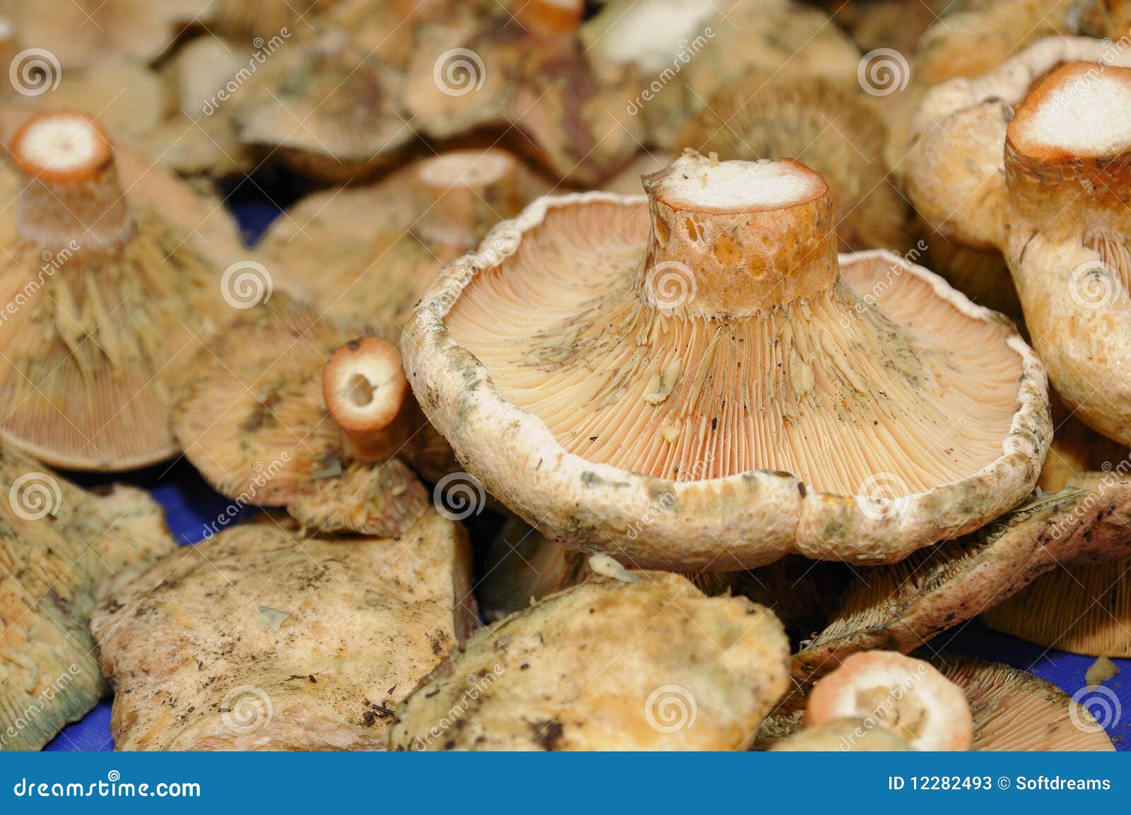Mushrooms stock image. Image of cooking, cuisine, foodstuff - 12282493
