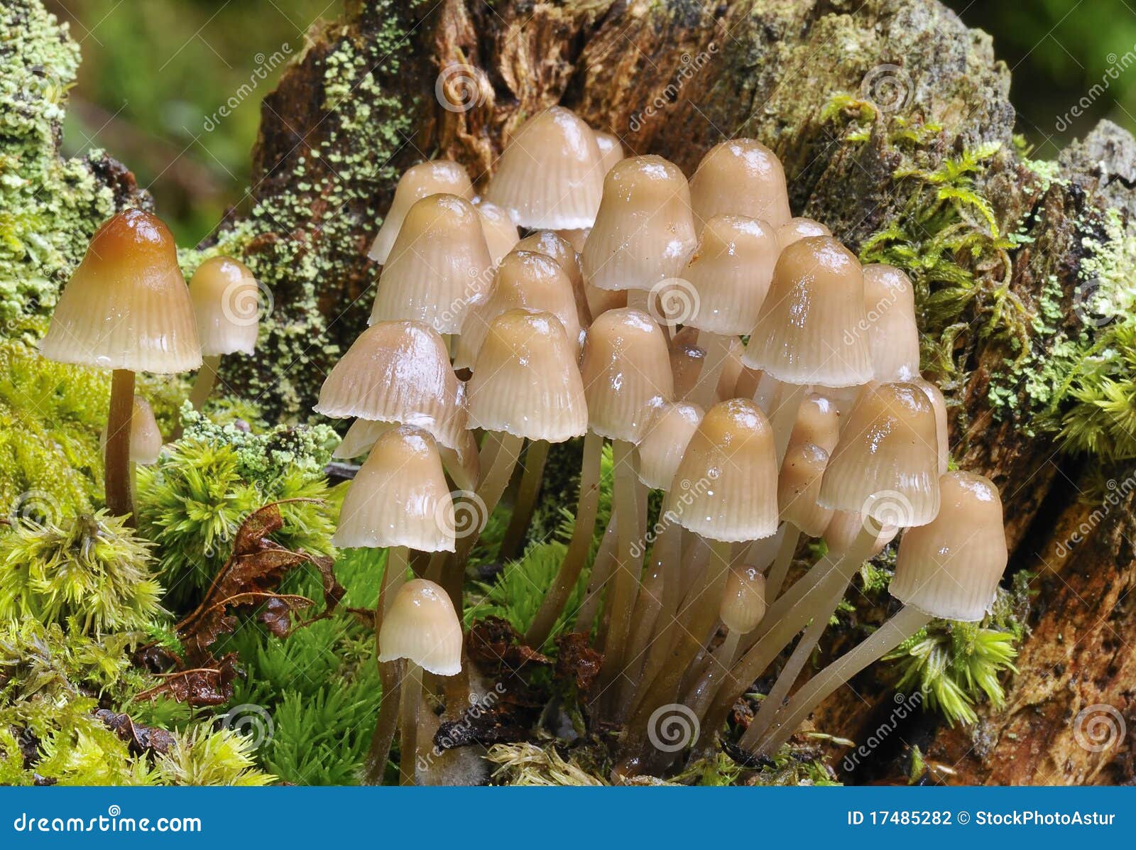 Mushrooms. stock photo. Image of mushroom, spore, poisonous - 17485282