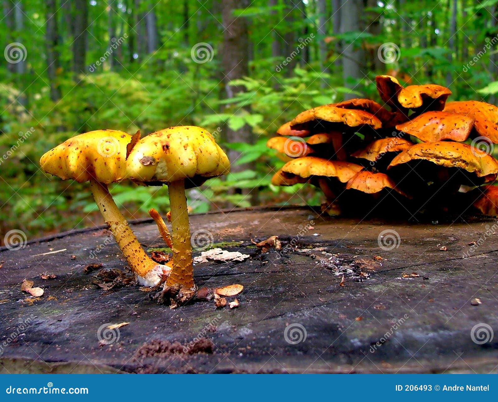 Moldy Log Stock Photos - Free & Royalty-Free Stock Photos from Dreamstime