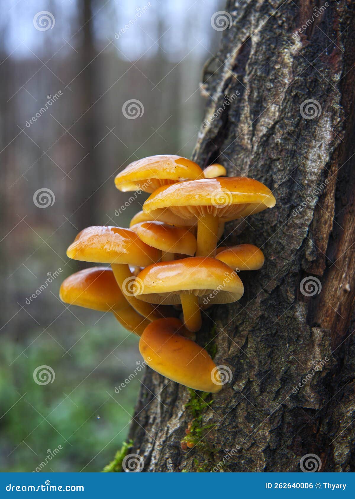 Flammulina Velutipes (Enoki or Velvet Shank) Mushroom on the Tree Stock ...
