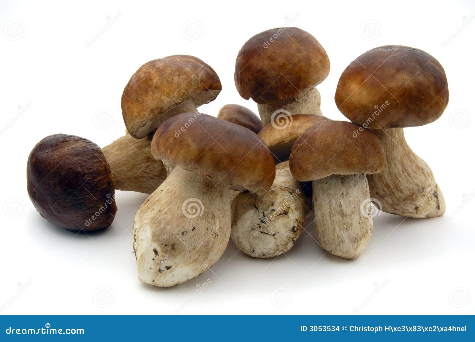 Mushrooms stock photo. Image of nahrung, freshly, life - 3053534