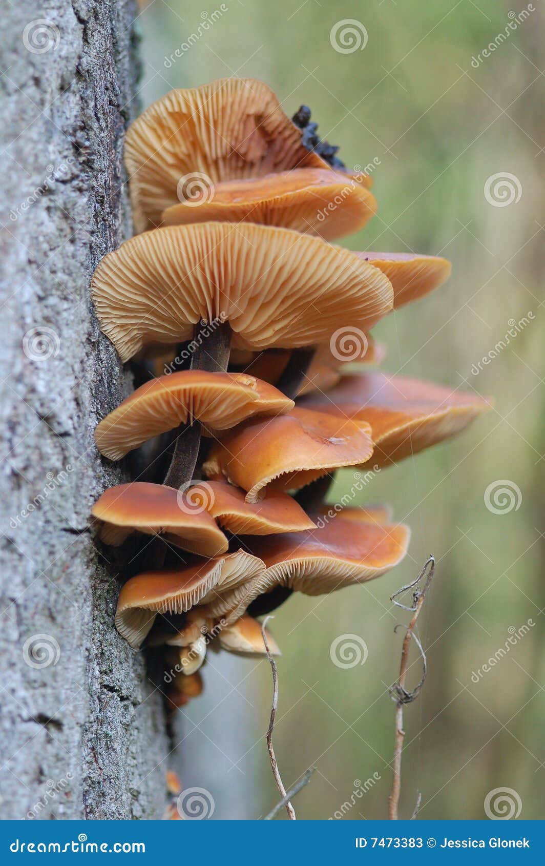 Mushrooms stock image. Image of ingredient, food, abstract - 7473383