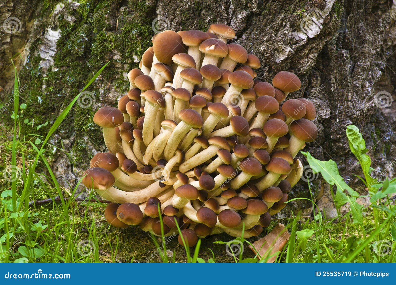 Mushrooms Agrocybe Aegerita Stock Image - Image of dried, agriculture ...