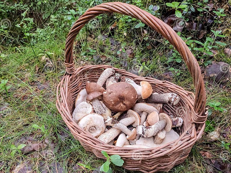 Mushrooms In The Basket Fungal Mycelium In Moss In A Forest Big