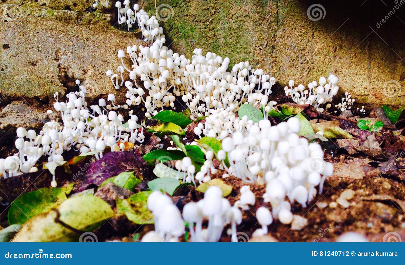 Babymushrooms stock photo. Image of mush, tasty, baby - 81240712