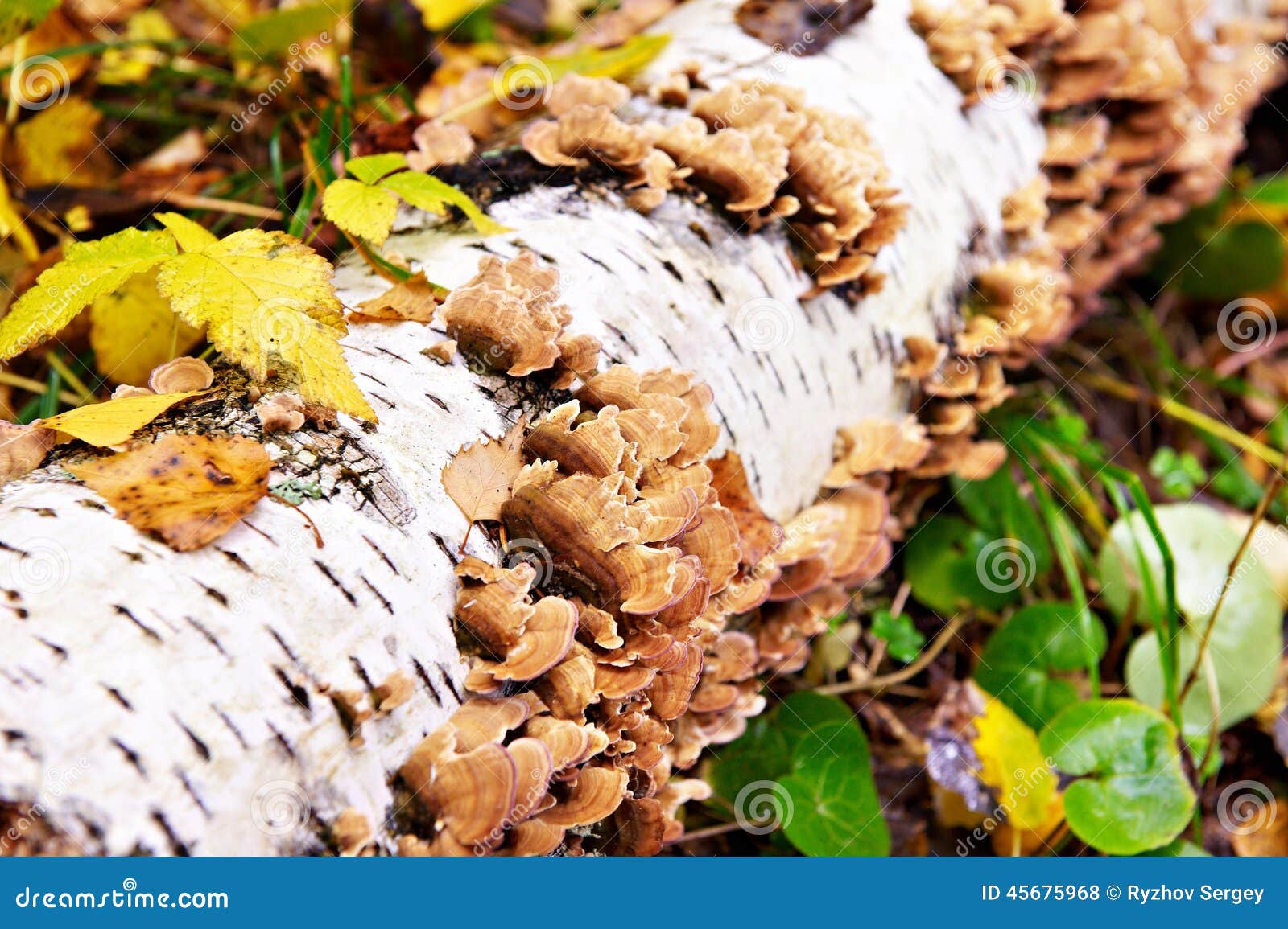 Mushrooms on Birch Tree in Autumn Forest Stock Photo - Image of forest ...
