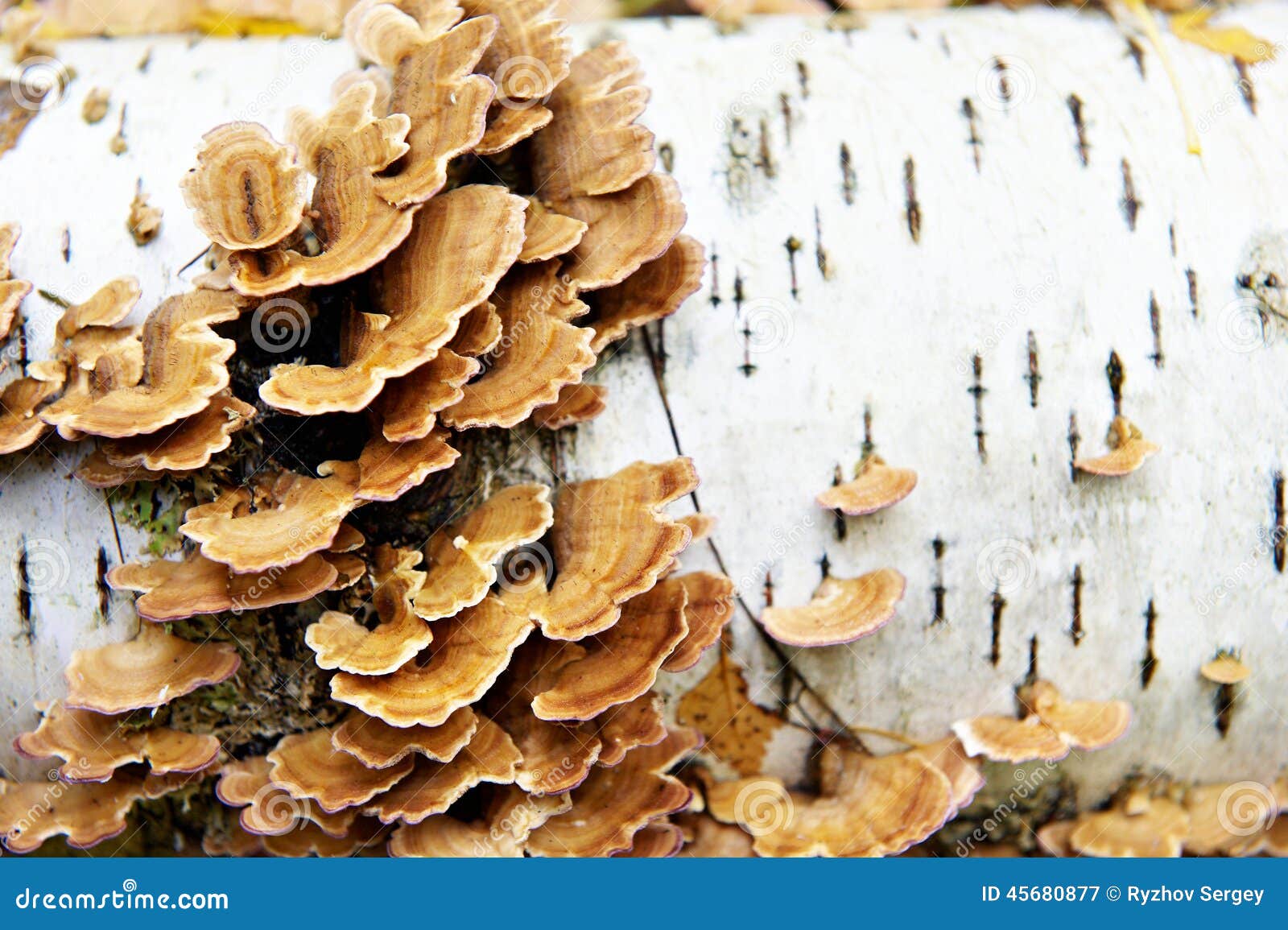 Mushrooms on Birch Tree in Autumn Forest Stock Image - Image of wood ...