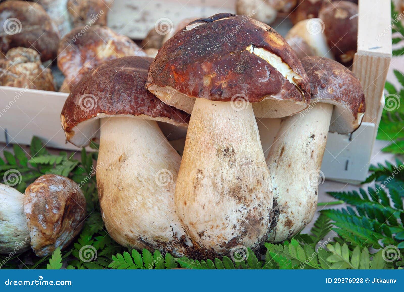 Mushrooms Boletus edible stock photo. Image of edible - 29376928