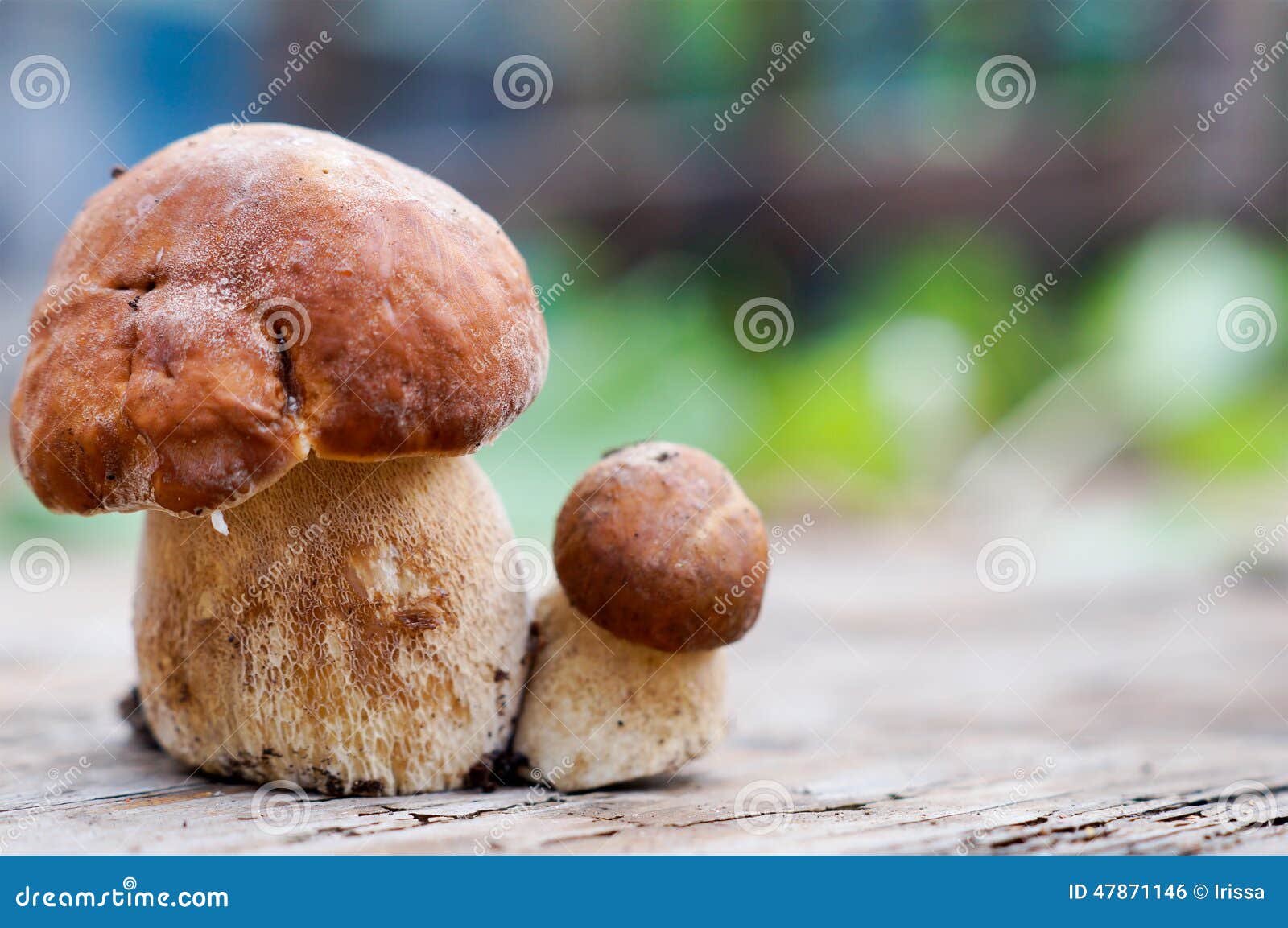Mushrooms cepes stock photo. Image of seasonal, cepes - 47871146