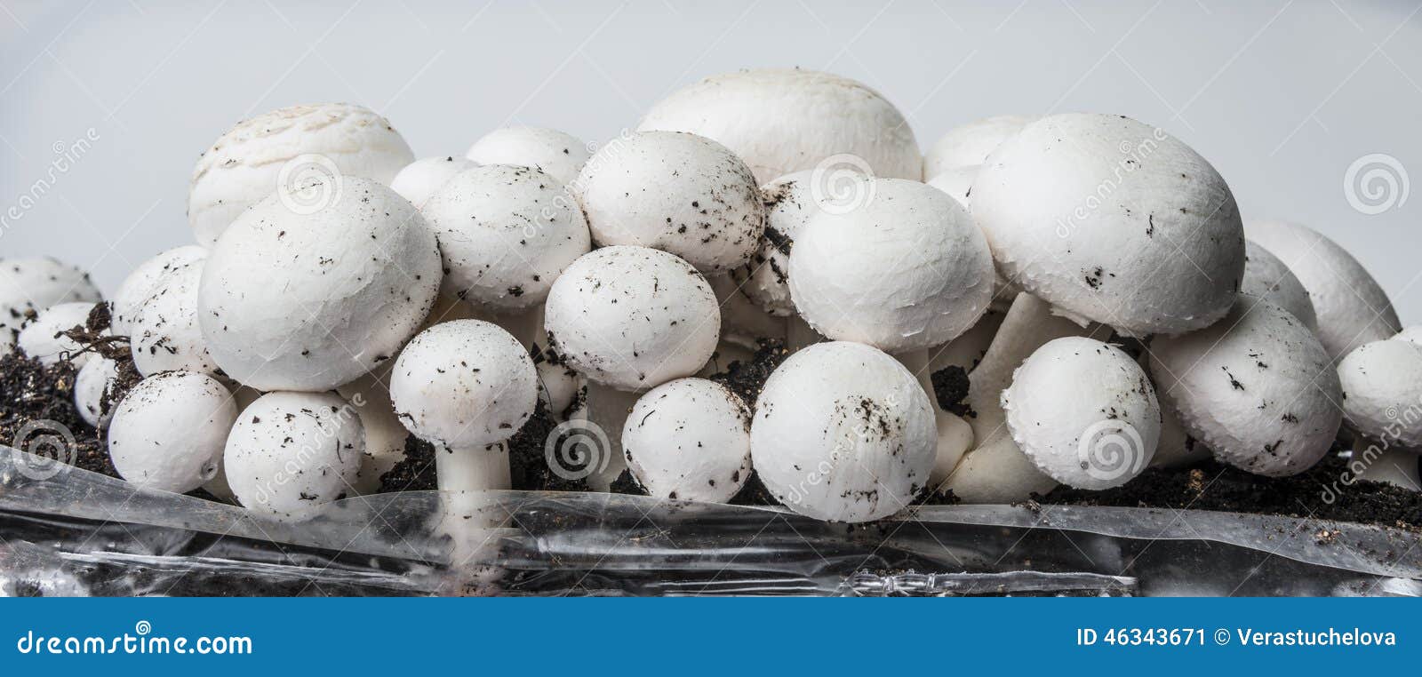 Mushrooms - champignons stock image. Image of farm, fungus - 46343671