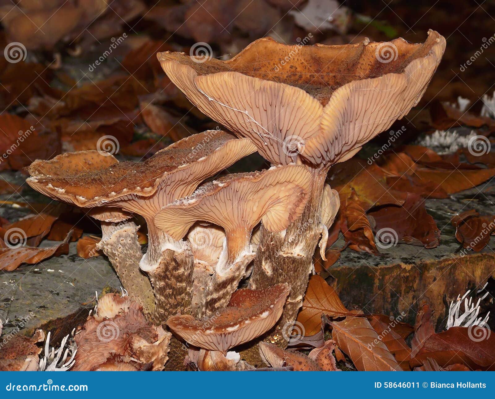 Infundibular Forms Stock Photos - Free & Royalty-Free Stock Photos from ...