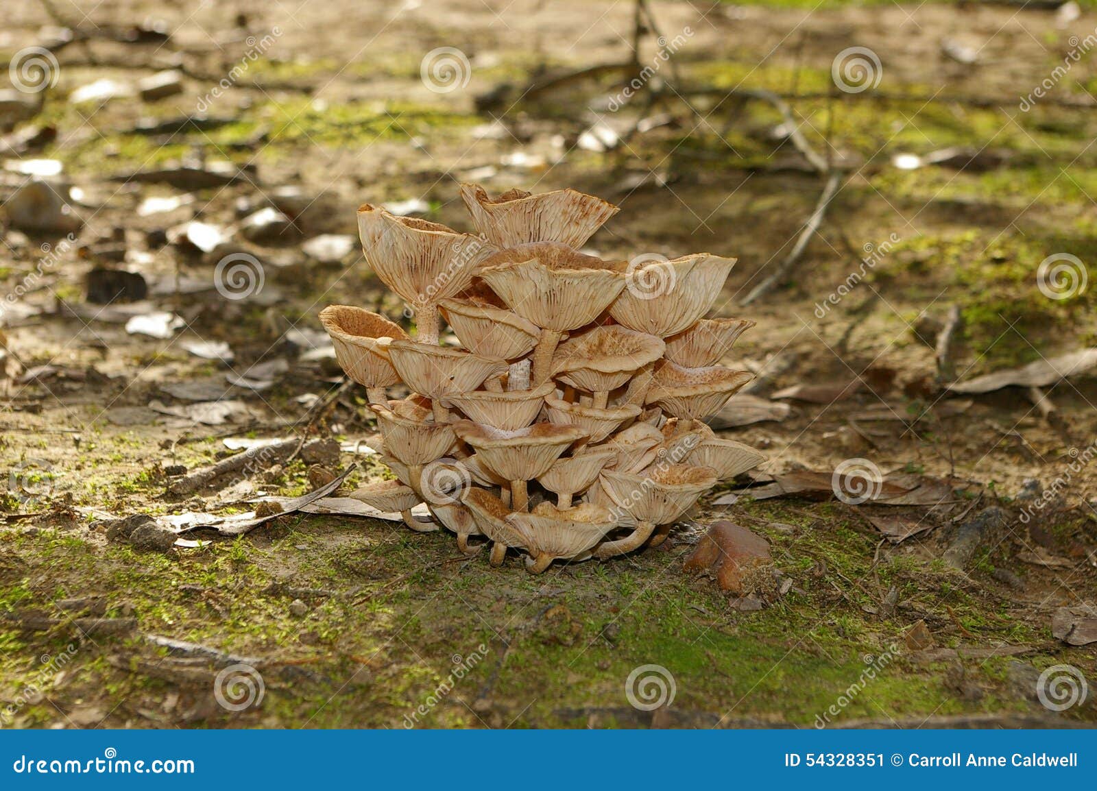 Mushrooms stock image. Image of moist, clump, ground - 54328351
