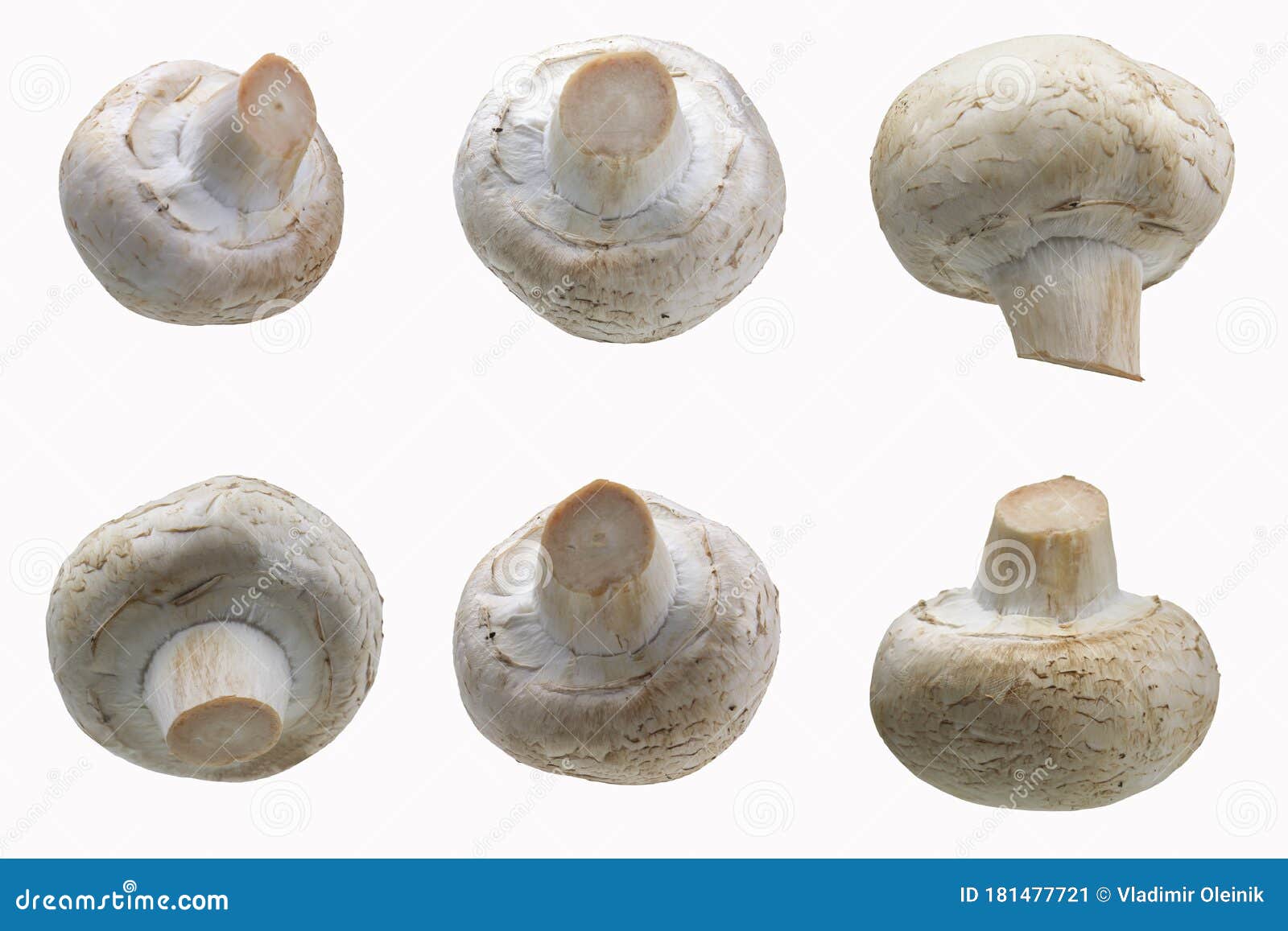Mushrooms from Different Angles Shooting on a White Isolated Background ...