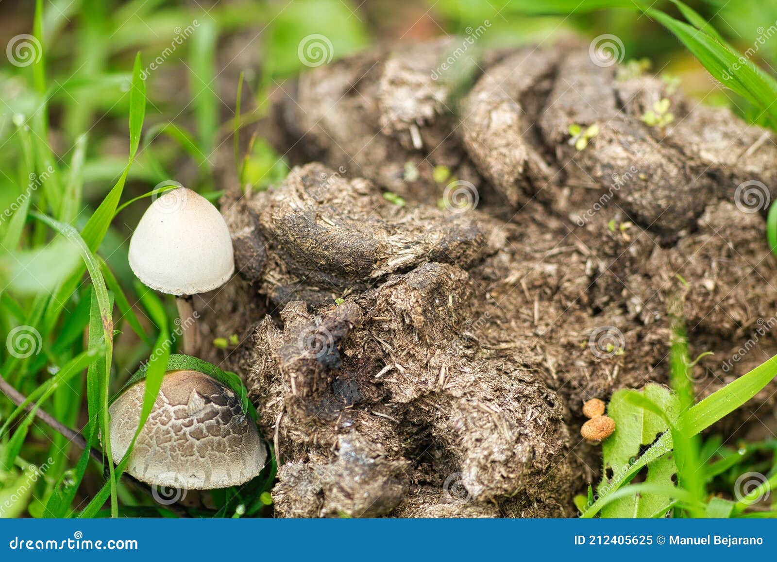 Mushrooms Emerging in Cow Dung Stock Image - Image of humus, compost ...