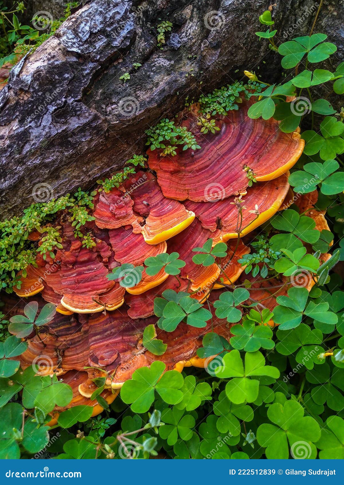 Mushrooms that Exist between Tree Roots and Grass Stock Image - Image ...