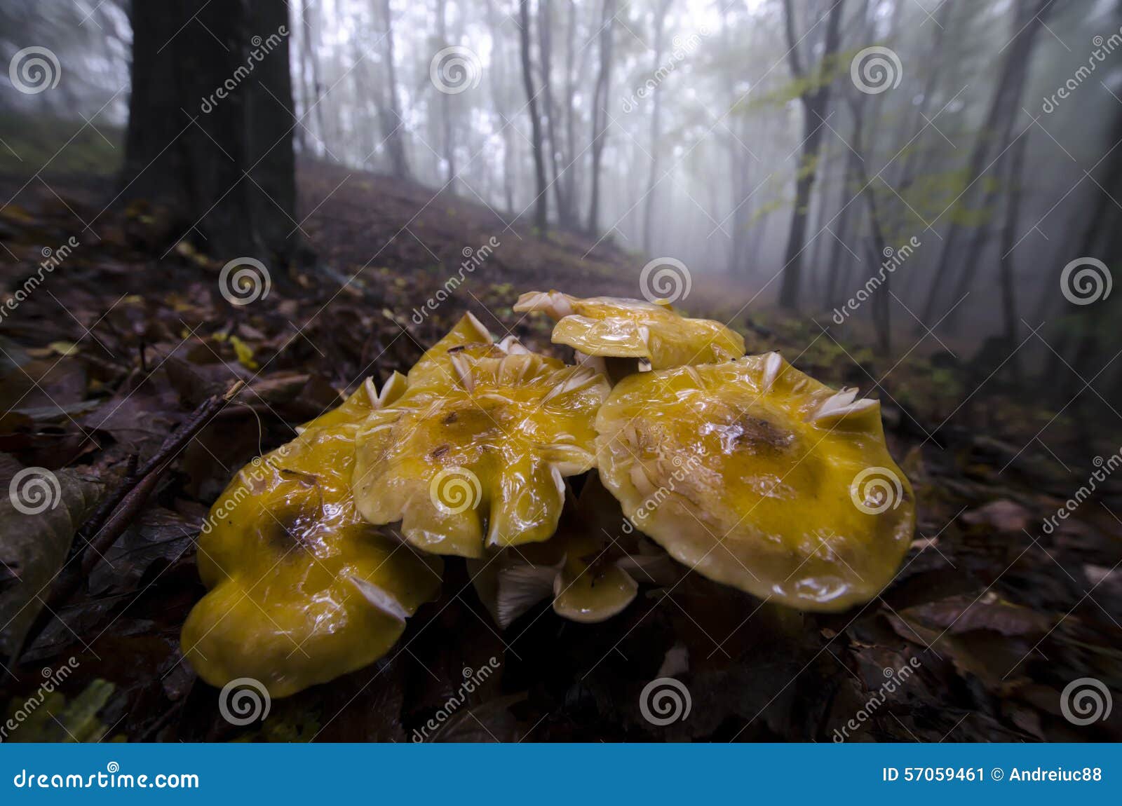 Mushrooms in Forest with Fog Stock Image - Image of plant, vegetation ...
