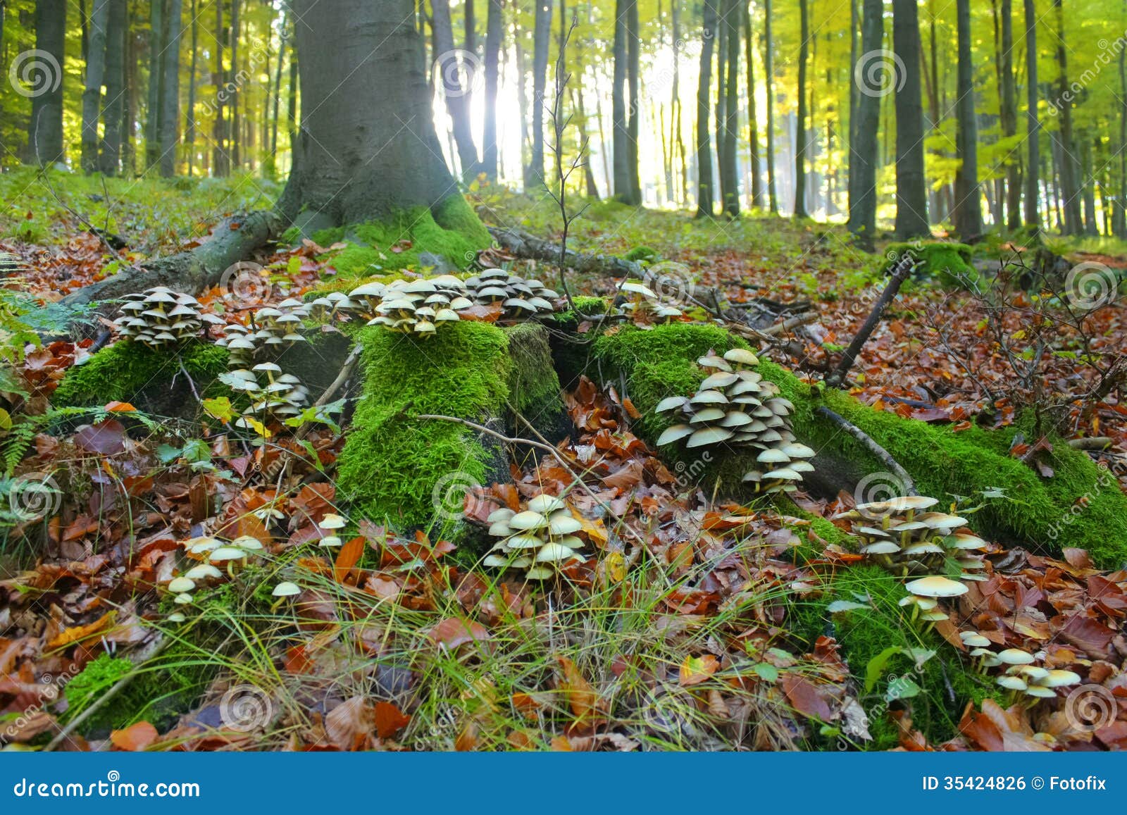 Mushrooms in the forest stock photo. Image of forestground - 35424826