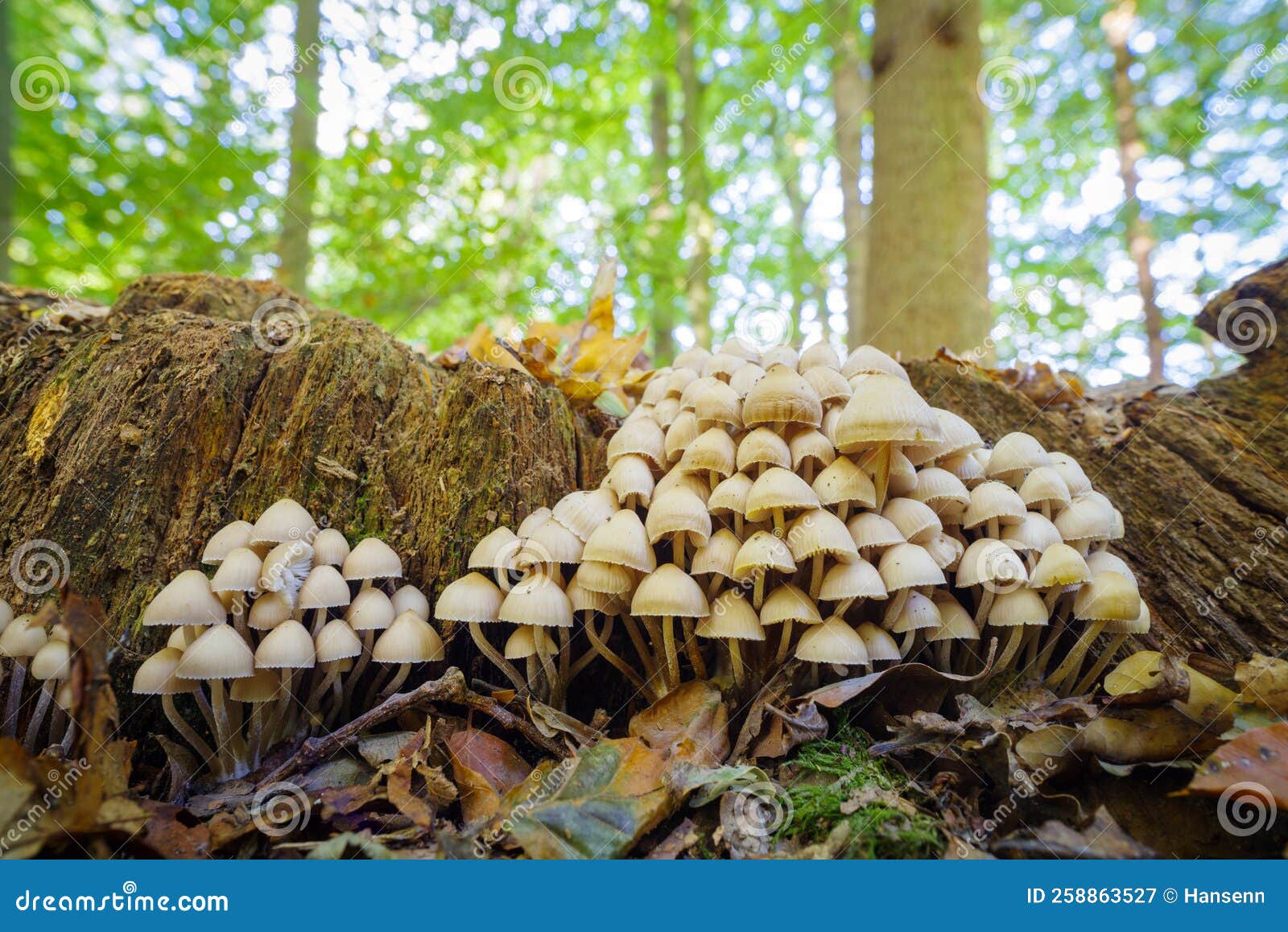 Mushrooms in forest stock image. Image of humus, autumn - 258863527
