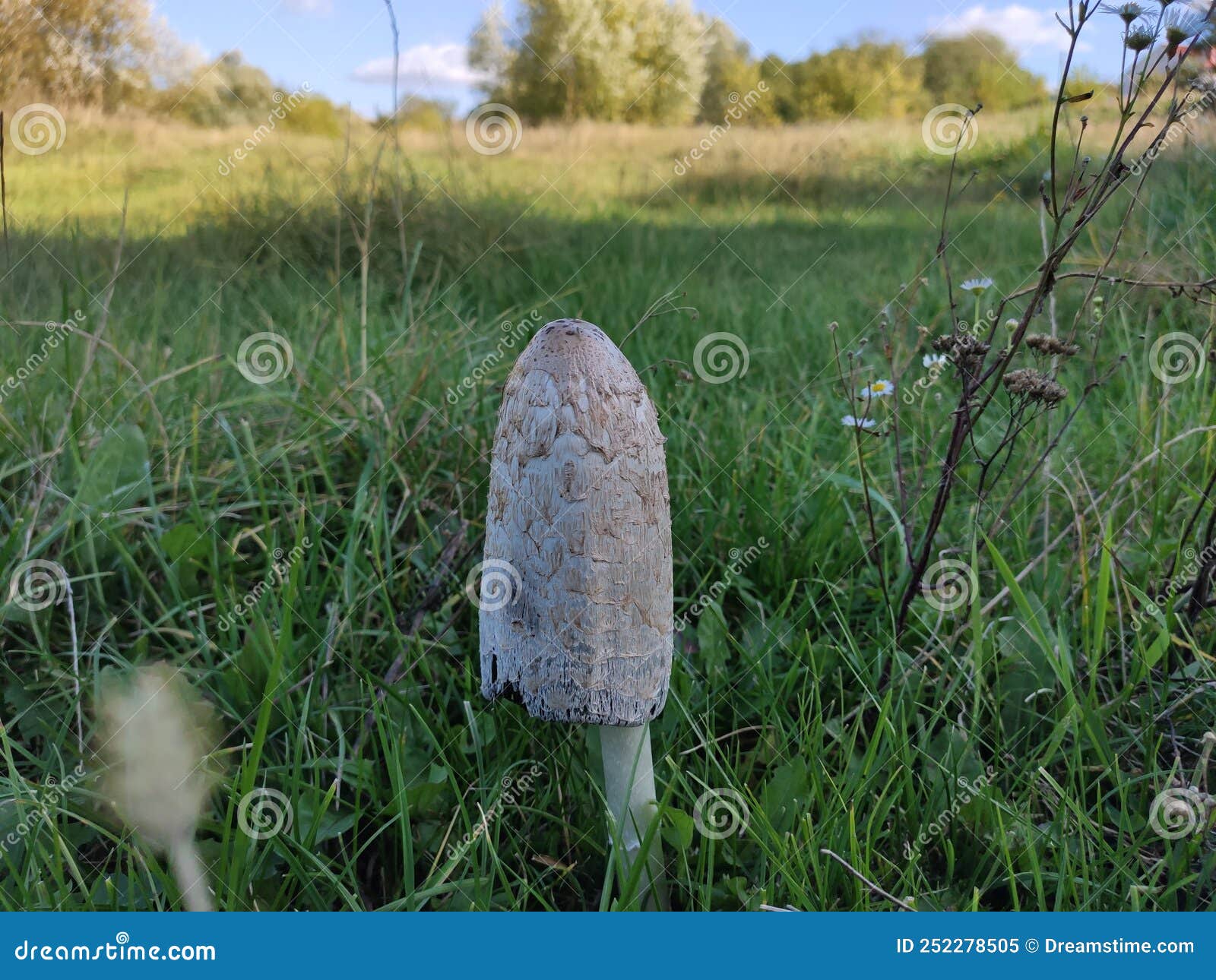 Mushrooms on the grass stock image. Image of mushrooms - 252278505 Mushrooms on the grass stock image. Image of mushrooms - 252278505
