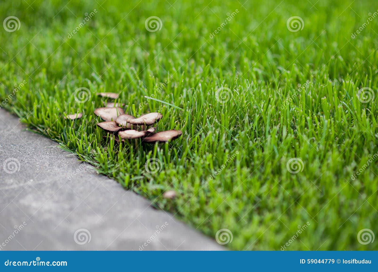Mushrooms in the grass stock image. Image of outside - 59044779
