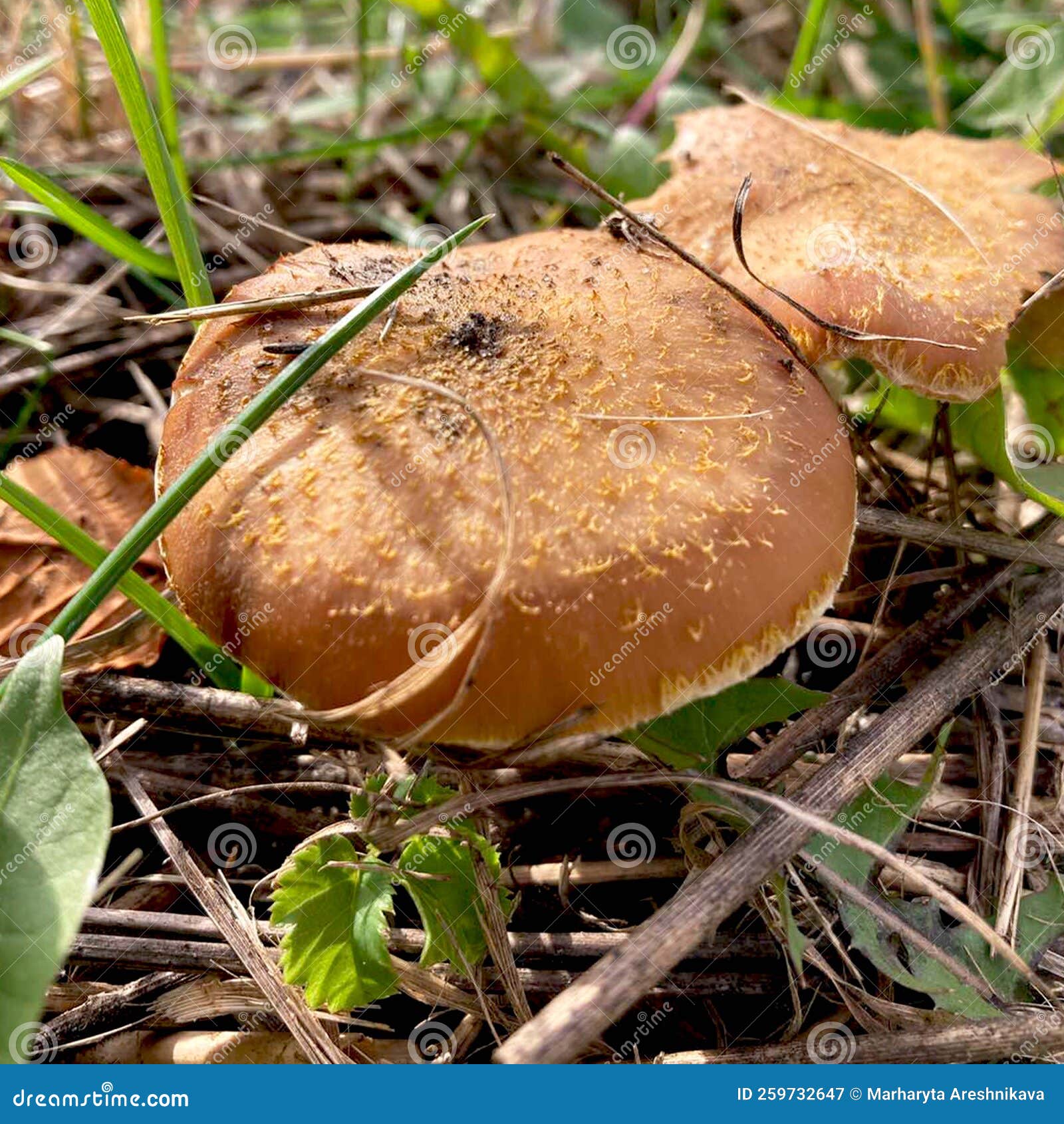 Mushrooms in the Grass. Habitat. Mushrooms are Not Edible Poisonous ... Mushrooms in the Grass. Habitat. Mushrooms are Not Edible Poisonous ...