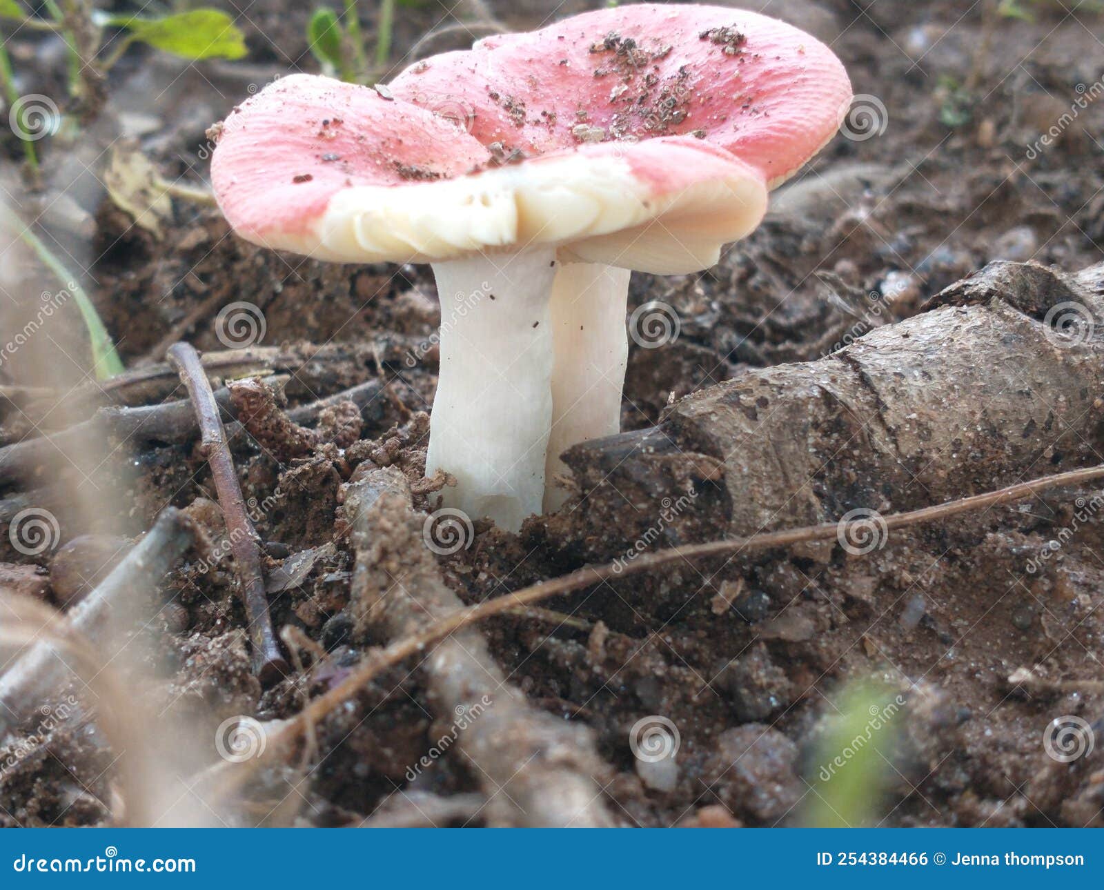 Mushrooms Grass Outside Growth Stock Photo - Image of groth, grass ... Mushrooms Grass Outside Growth Stock Photo - Image of groth, grass ...