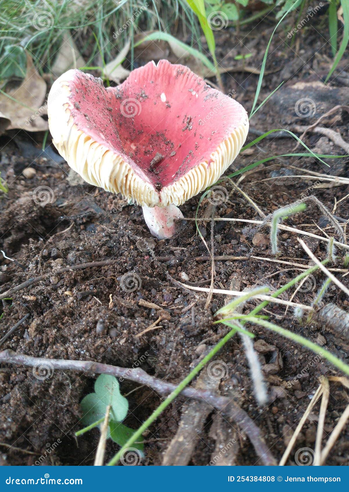 Mushrooms Grass Outside Growth Stock Photo - Image of growth, grass ... Mushrooms Grass Outside Growth Stock Photo - Image of growth, grass ...