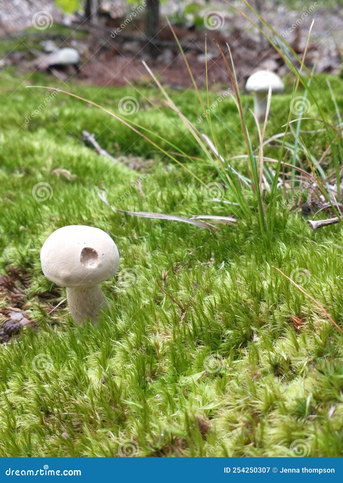 Mushrooms In The Grass. Royalty-Free Stock Photo | CartoonDealer.com ... Mushrooms In The Grass. Royalty-Free Stock Photo | CartoonDealer.com ...