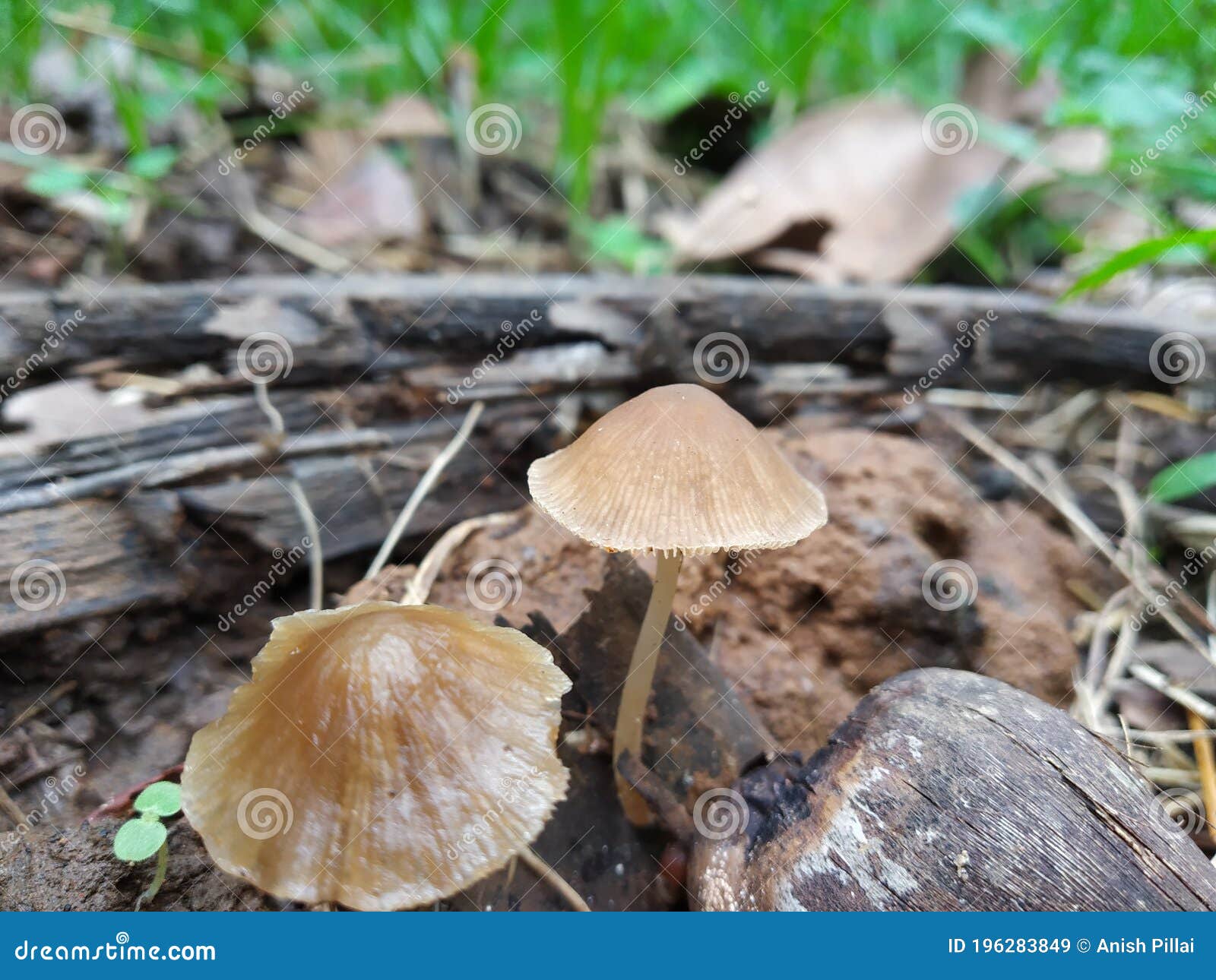 Mushrooms on the ground stock image. Image of forest - 196283849