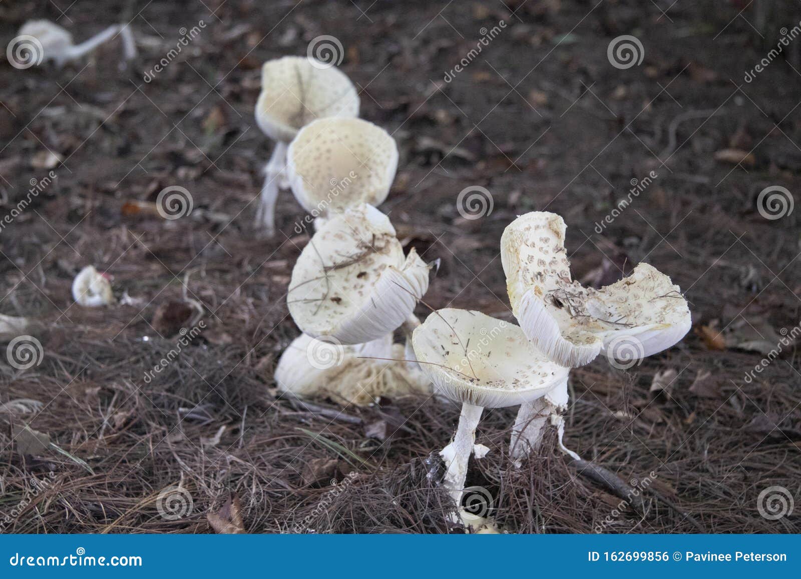 Mushrooms on the Ground Up Side Down Stock Photo - Image of color, park ...