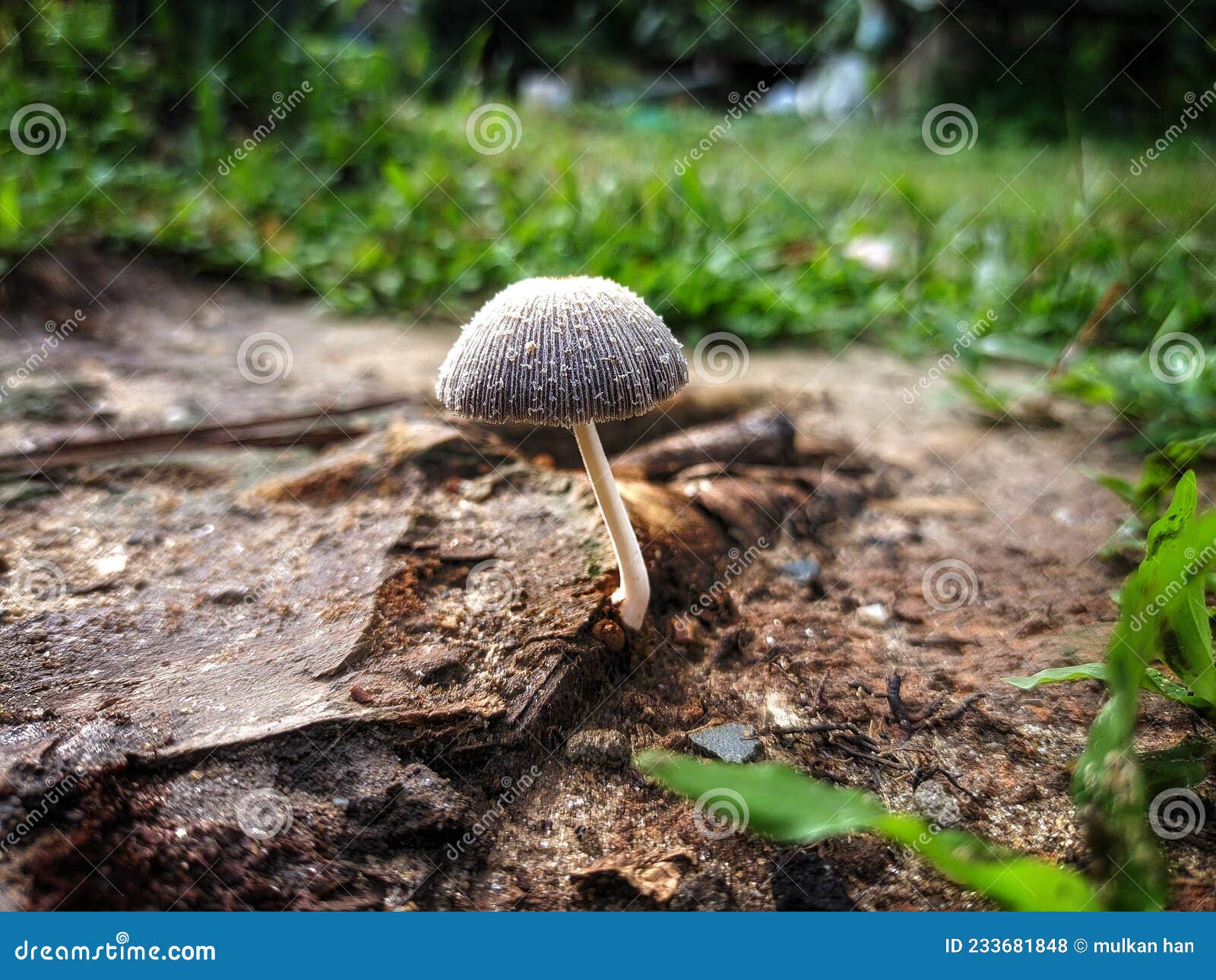 Mushrooms Grow on Rotten Tree Roots Stock Photo - Image of nature ...