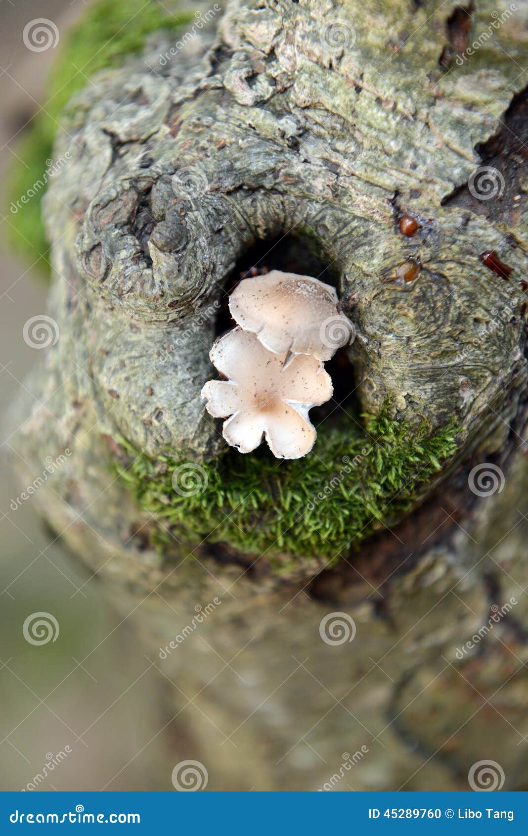 Mushrooms Grow on the Trunk Stock Photo - Image of food, closeup: 45289760