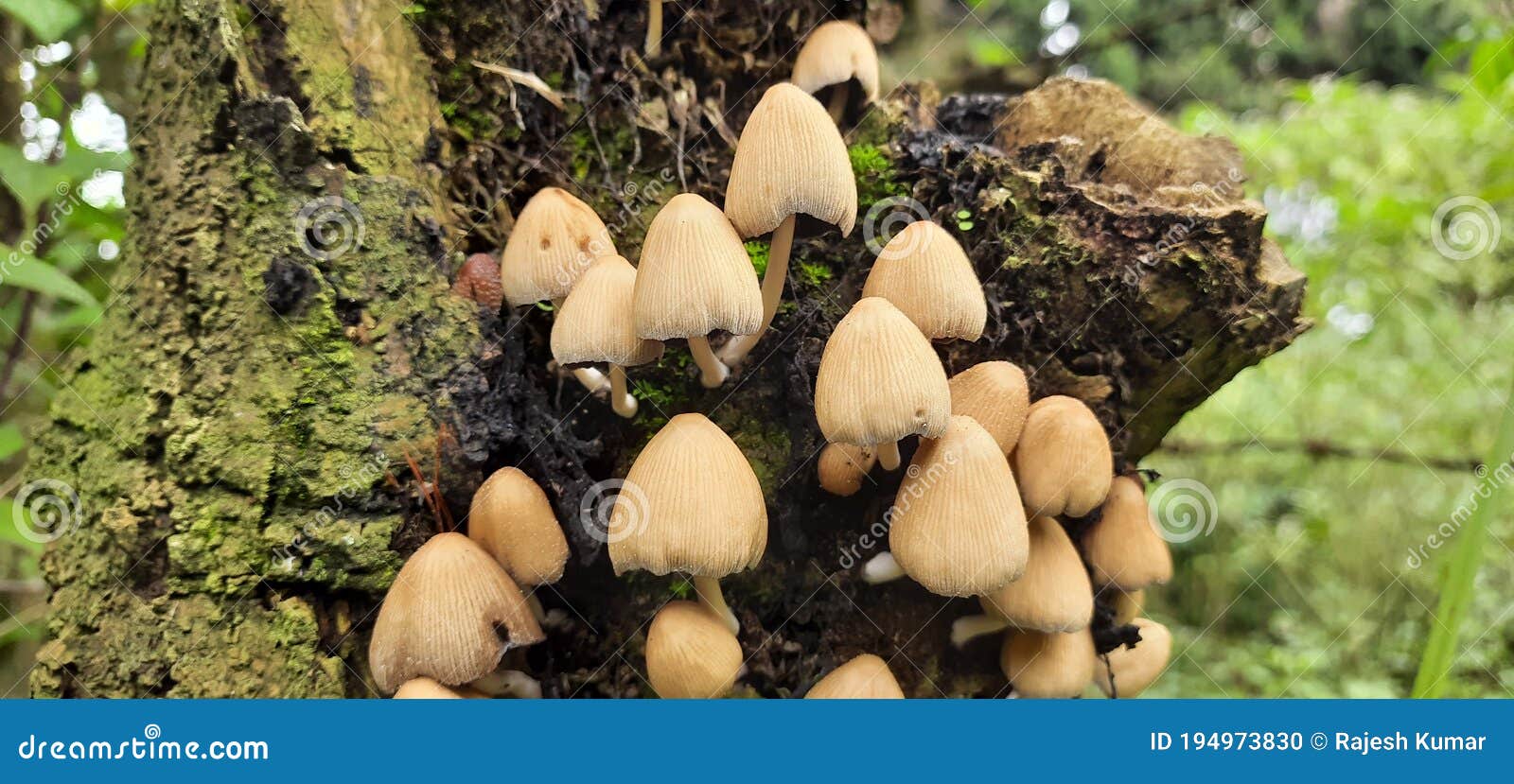 Mushrooms Growing in Clusters on the Tree Stock Photo - Image of ...