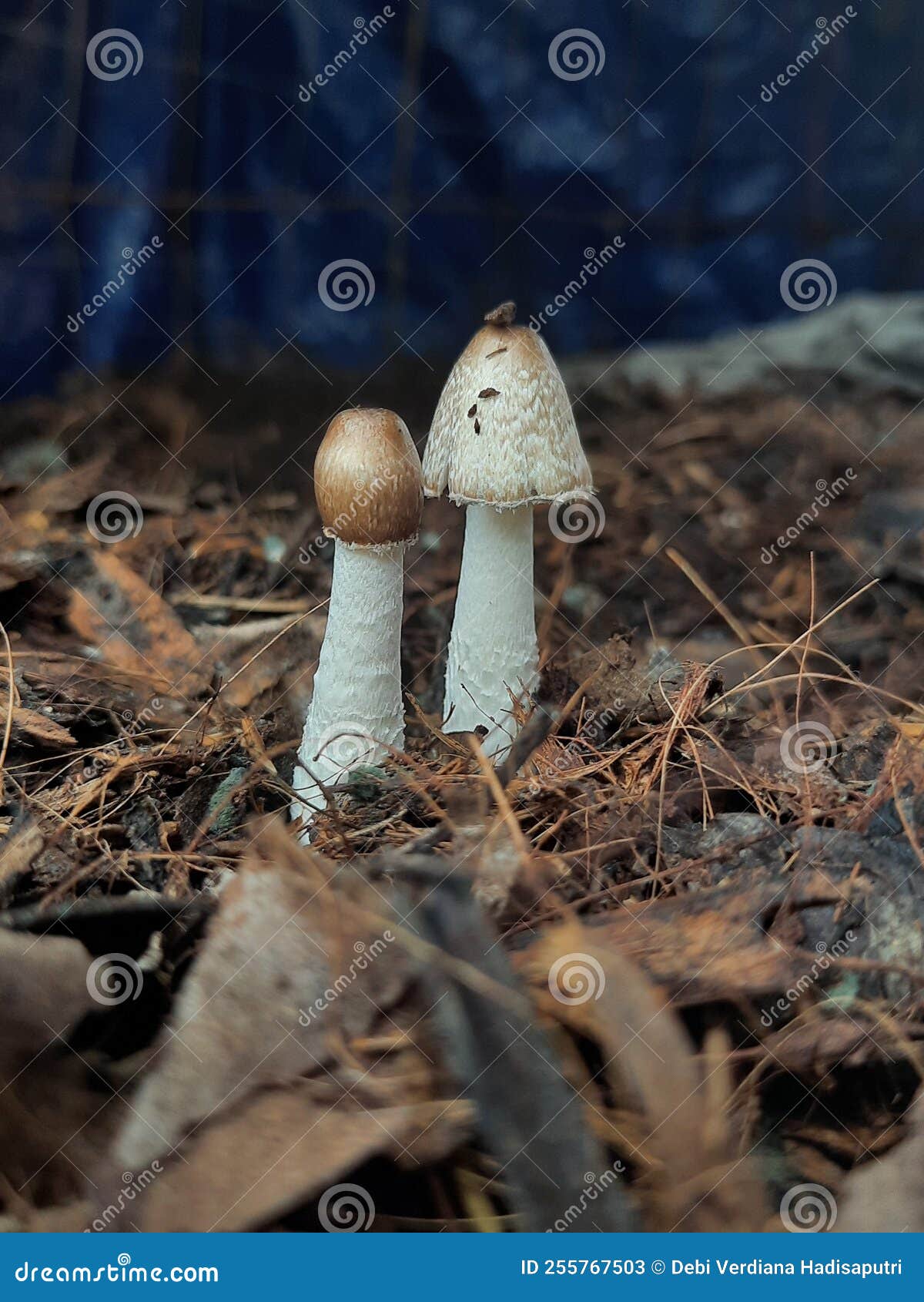 Mushrooms Growing on Compost Stock Image - Image of forest, animal ...