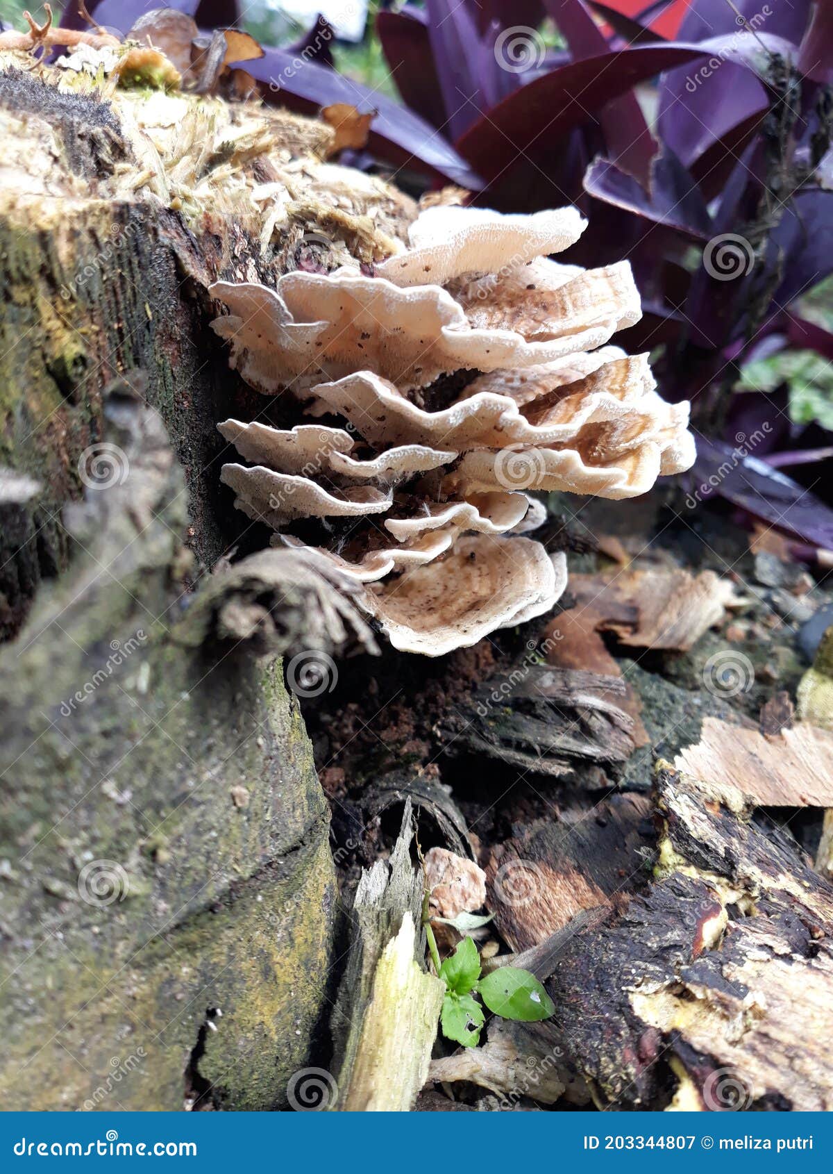 Mushrooms Growing on the Dead Wood Trees Stock Image - Image of dead ...
