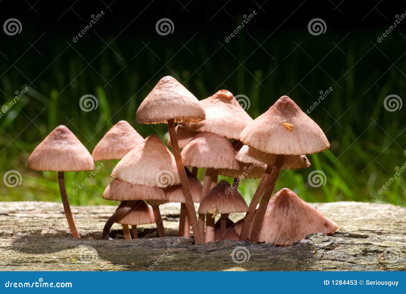 Mushrooms Growing in Decaying Wood Stock Image - Image of food, forest ...