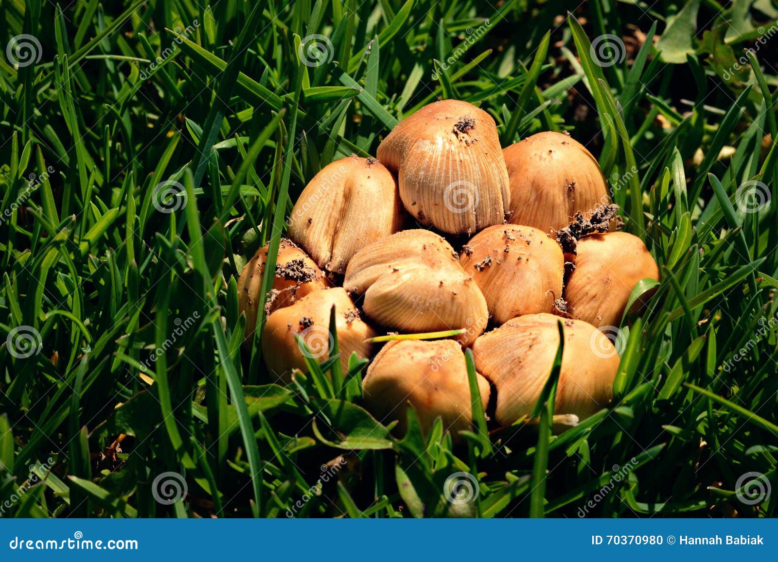 Mushrooms stock photo. Image of mushrooms, toadstool - 70370980