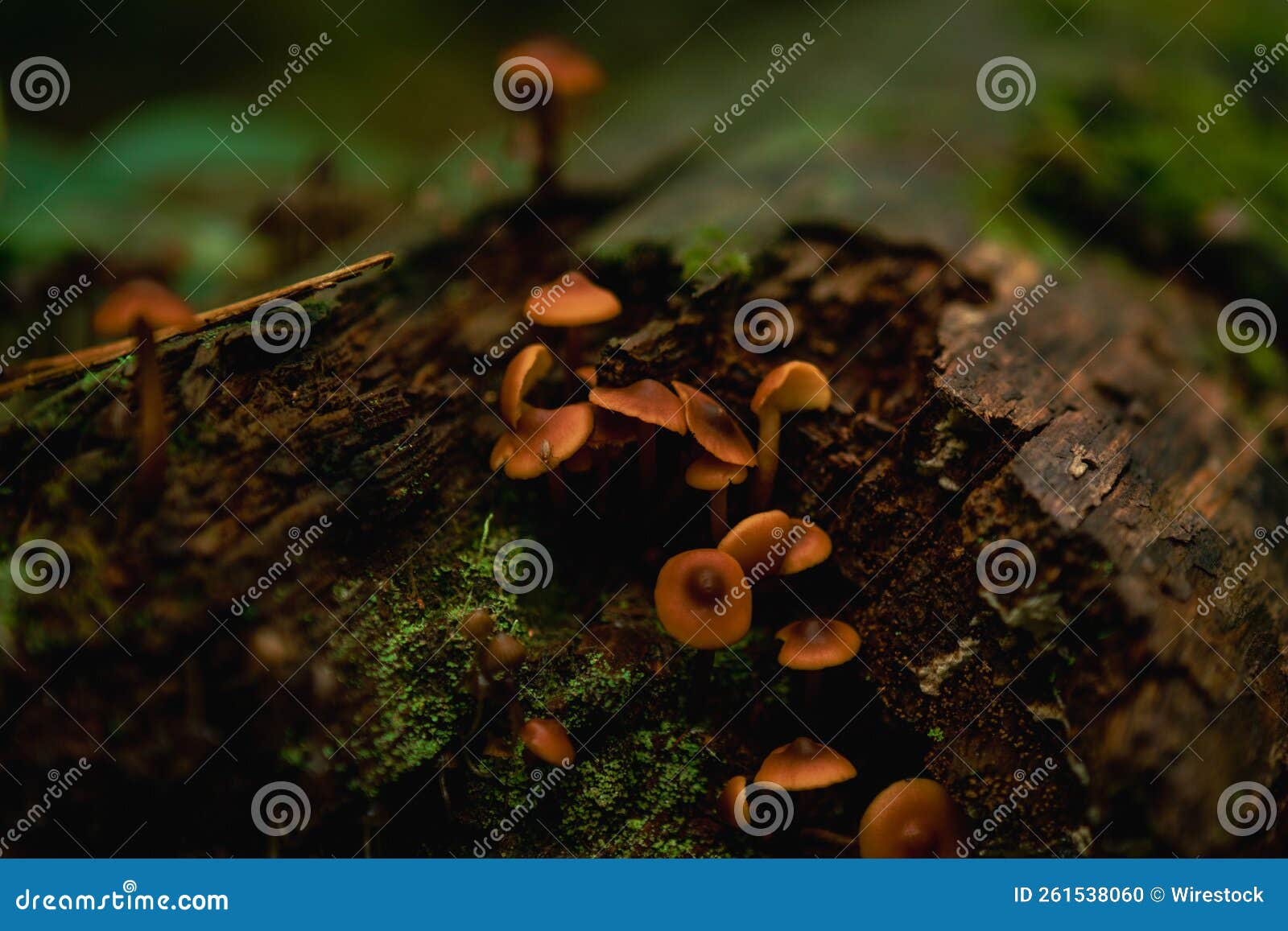 Mushrooms Growing Inside a Tree in a Forest. Stock Photo - Image of ...
