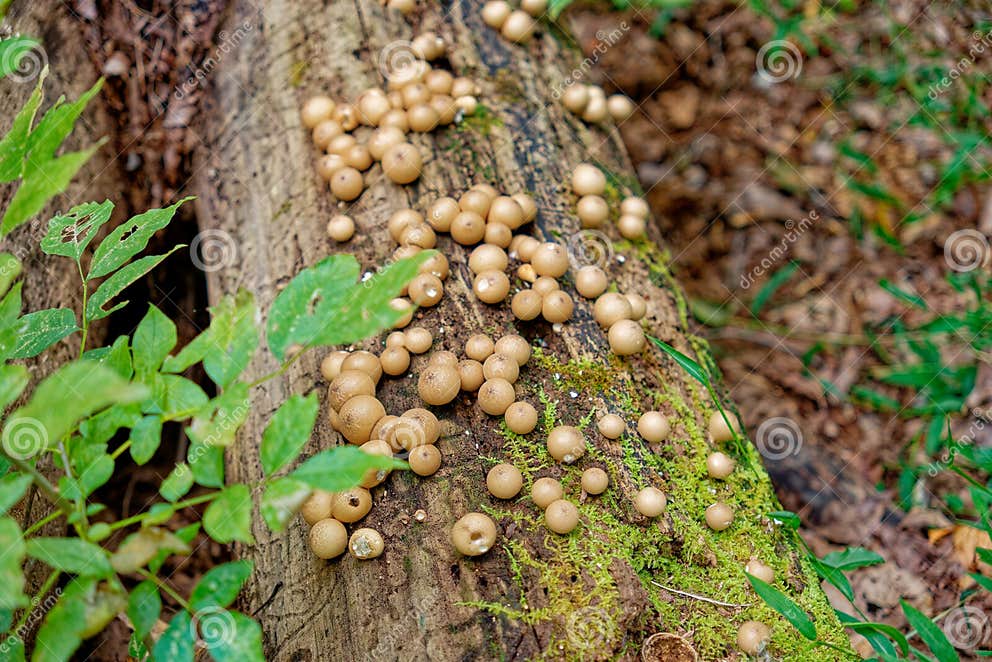 Mushrooms growing on a log stock photo. Image of moisture - 295600004