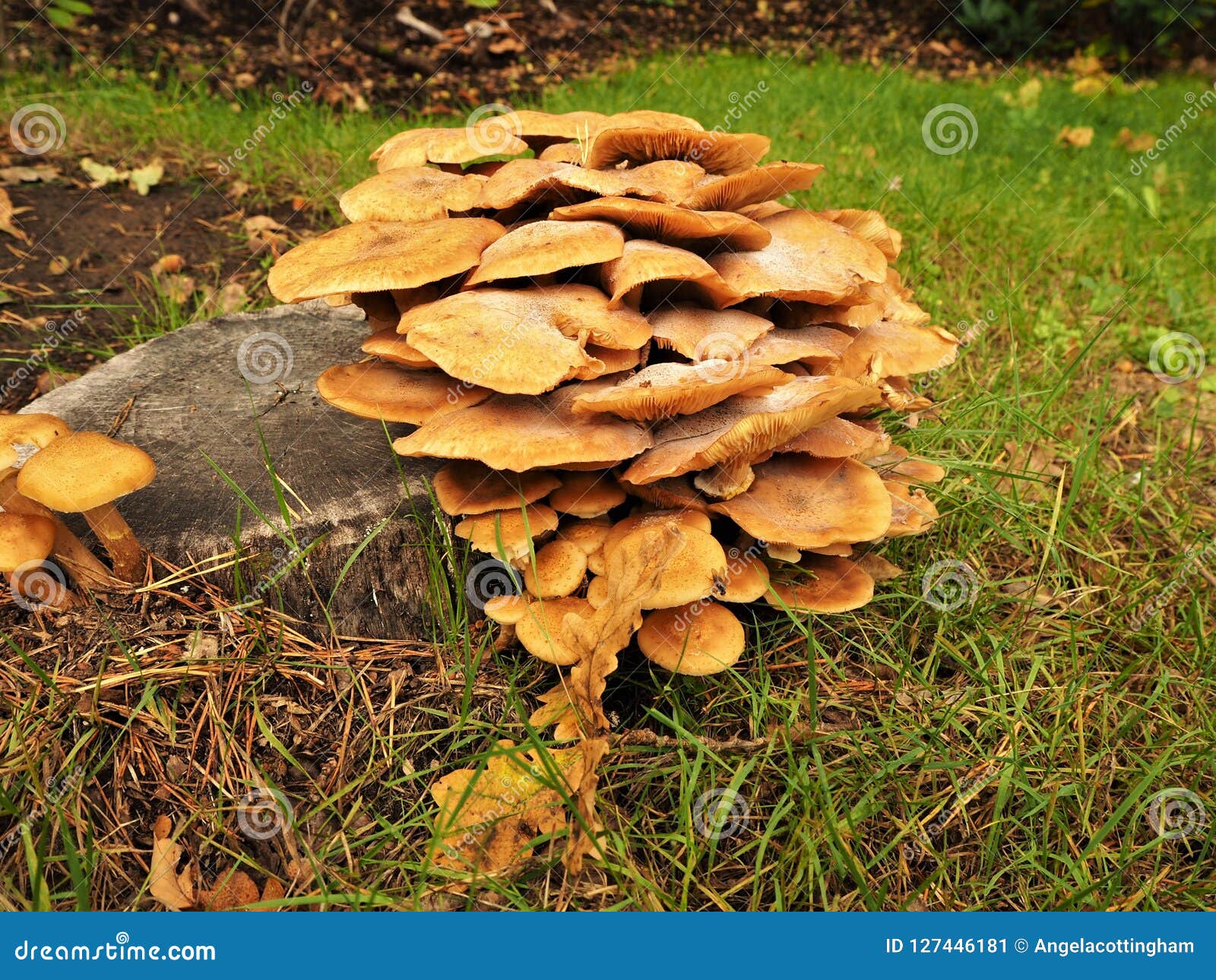 Mushrooms Growing on an Old Tree Stump Stock Image - Image of nature ... Mushrooms Growing on an Old Tree Stump Stock Image - Image of nature ...
