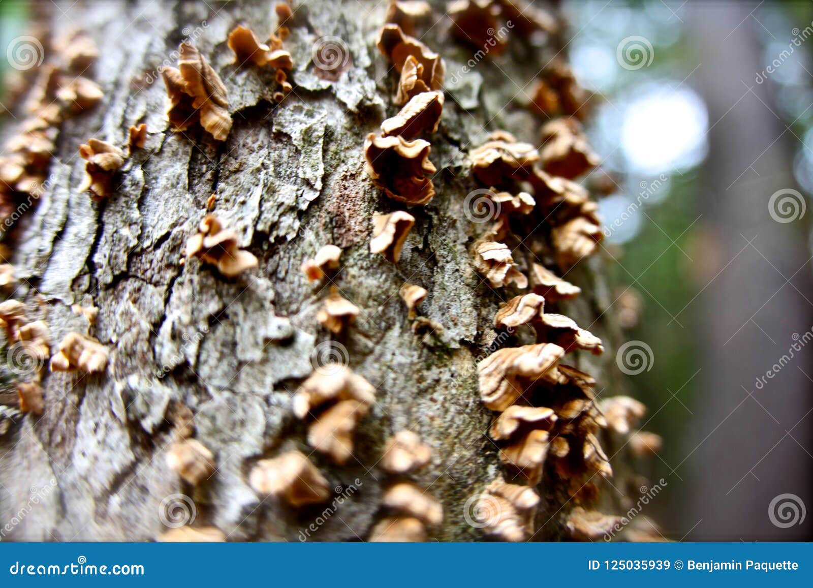 Mushrooms Growing on the Side of a Tree Stock Image - Image of mushroom ...