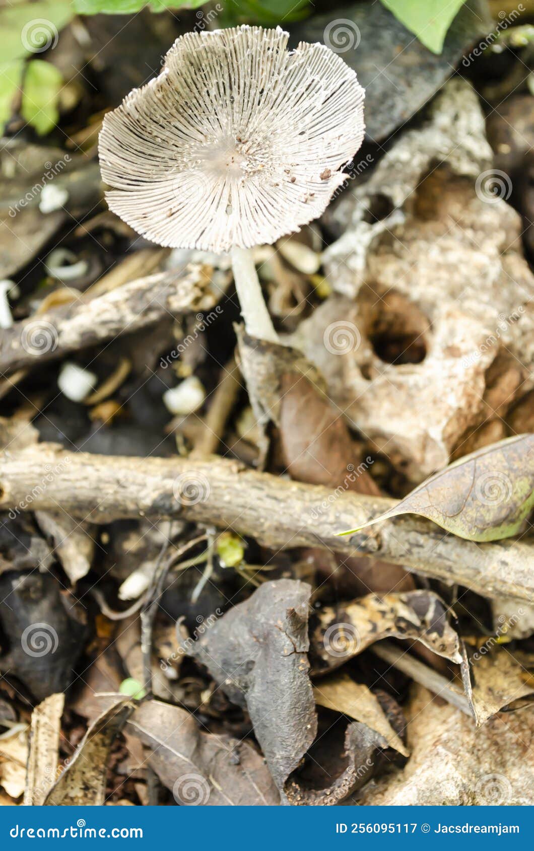Mushrooms Growing from among Trash Stock Image - Image of dried, leaf ...
