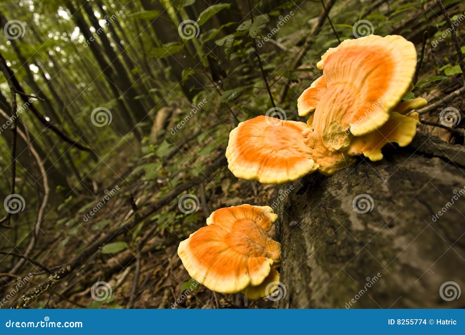 Mushrooms Growing on a Tree Stock Photo - Image of green, color: 8255774