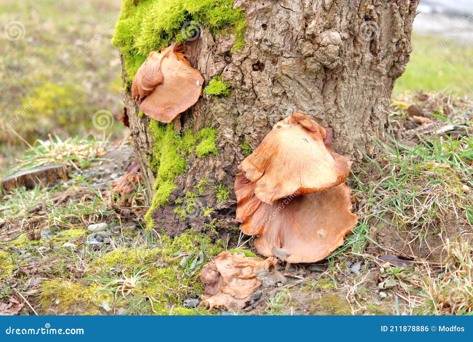 Indication of Tree Root Rot Stock Photo - Image of golden, mushroom ...