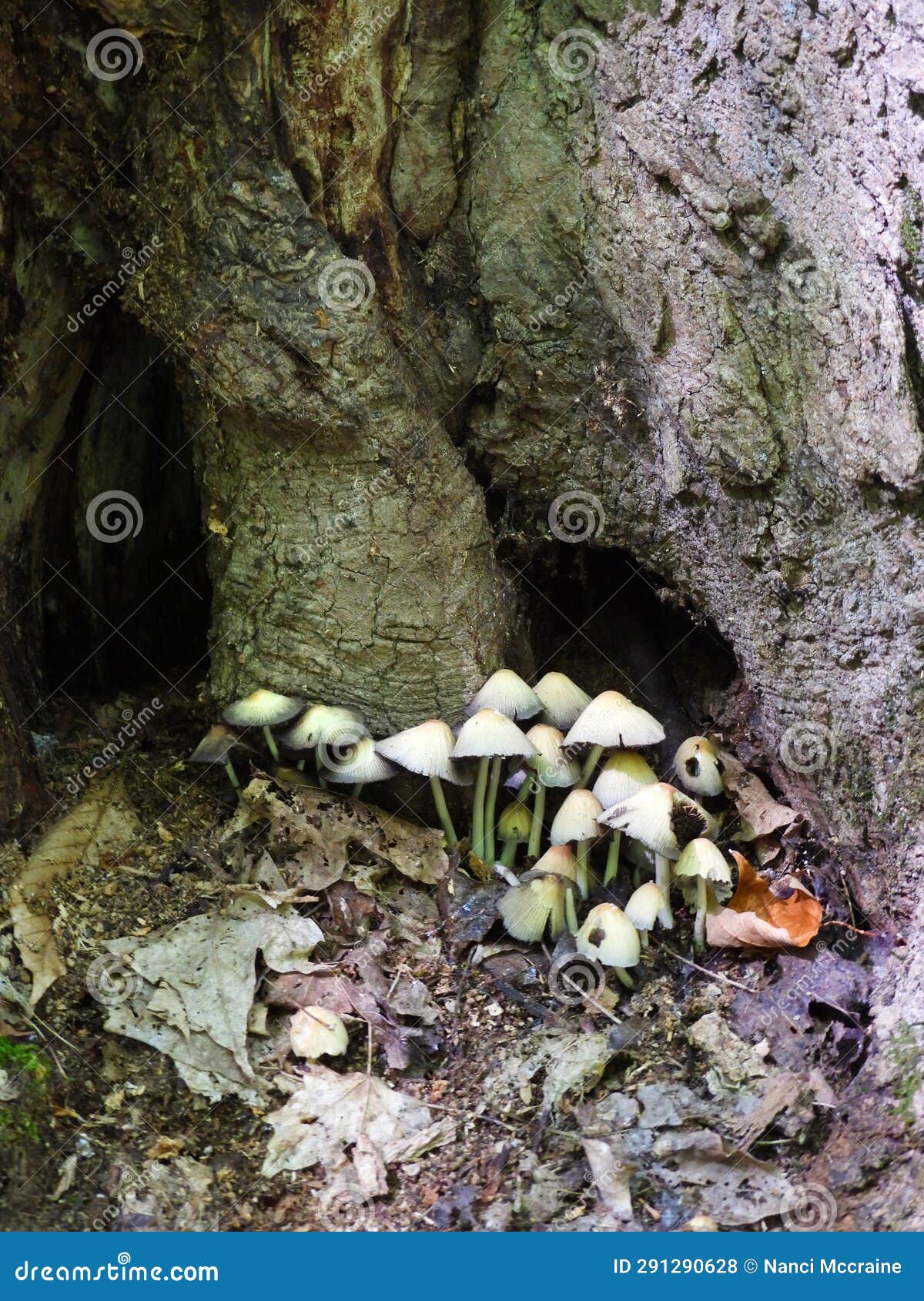 White Small Mushrooms Growing Around Tree Base Stock Photo - Image of ...