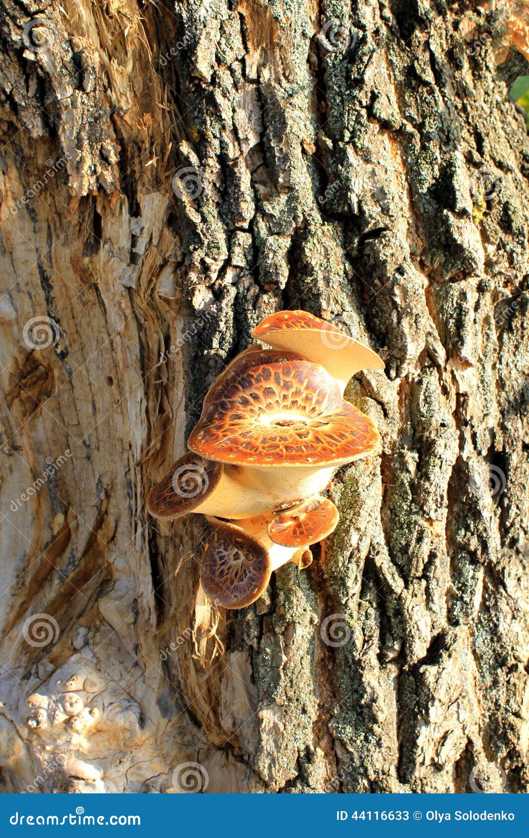 Mushrooms growing on tree stock image. Image of biology - 44116633
