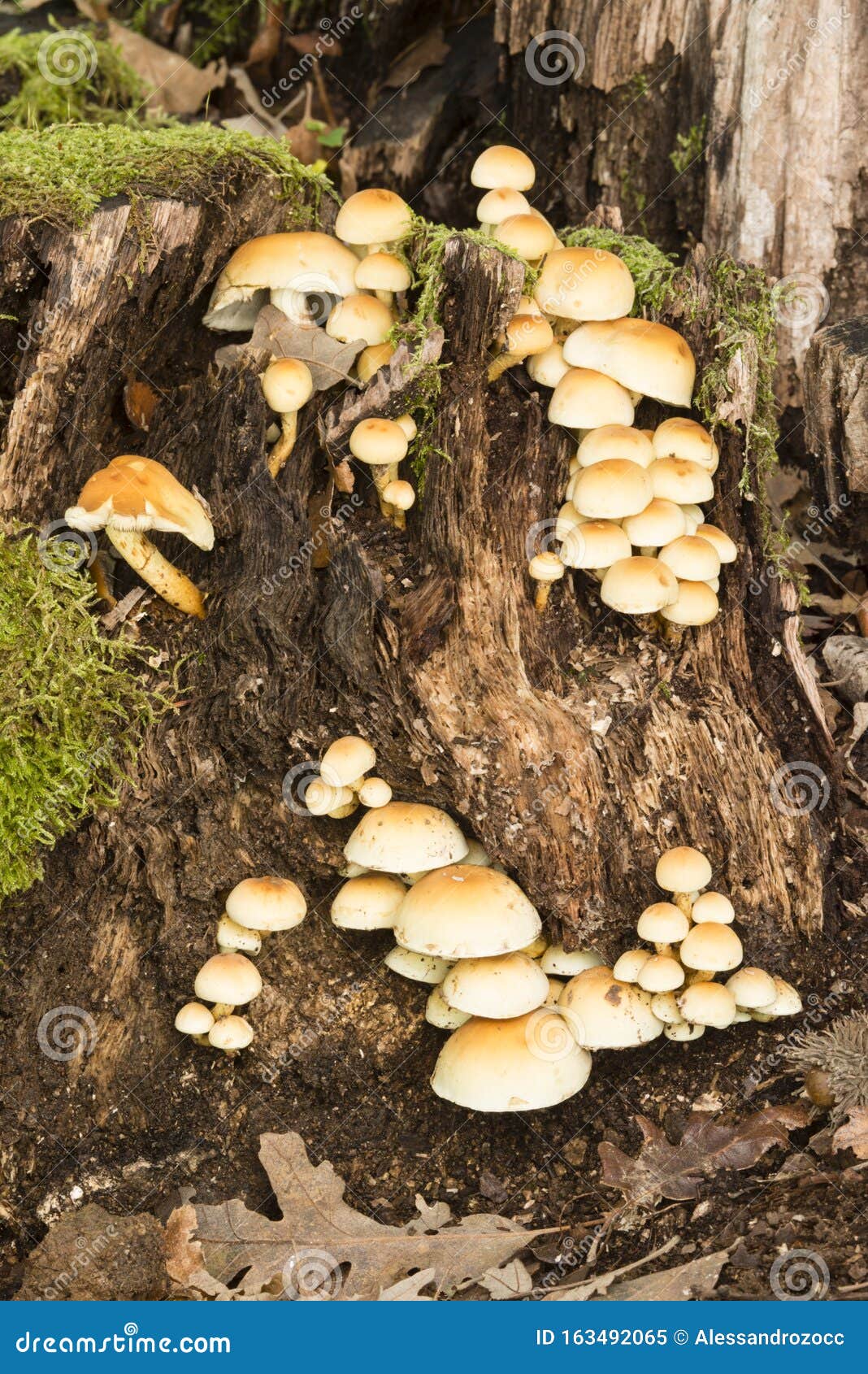 Mushrooms Growing on a Tree Stump Stock Image - Image of brown, water ...
